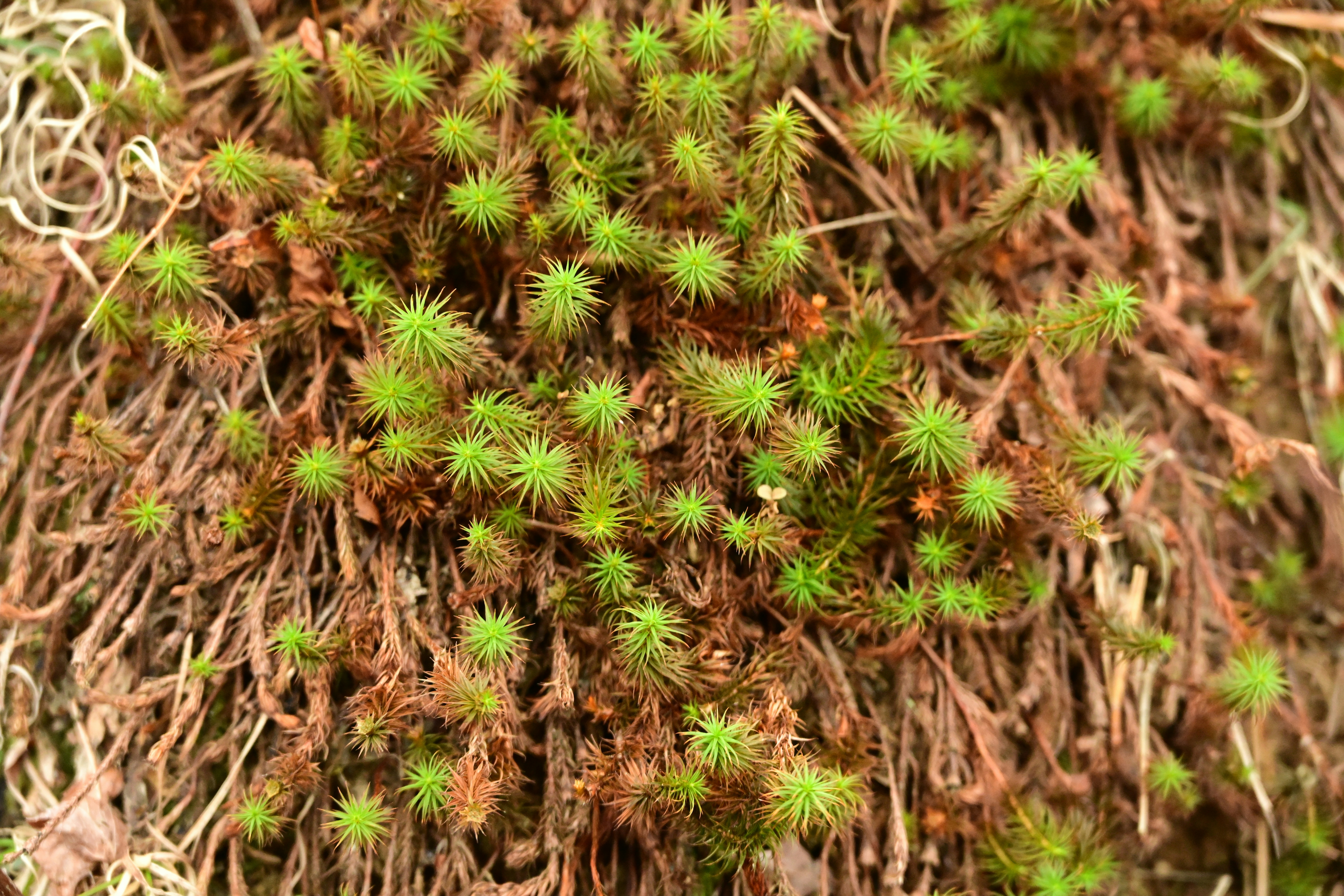 Emerald Micro-Forest: Neon Sprouts Among Brown Threads