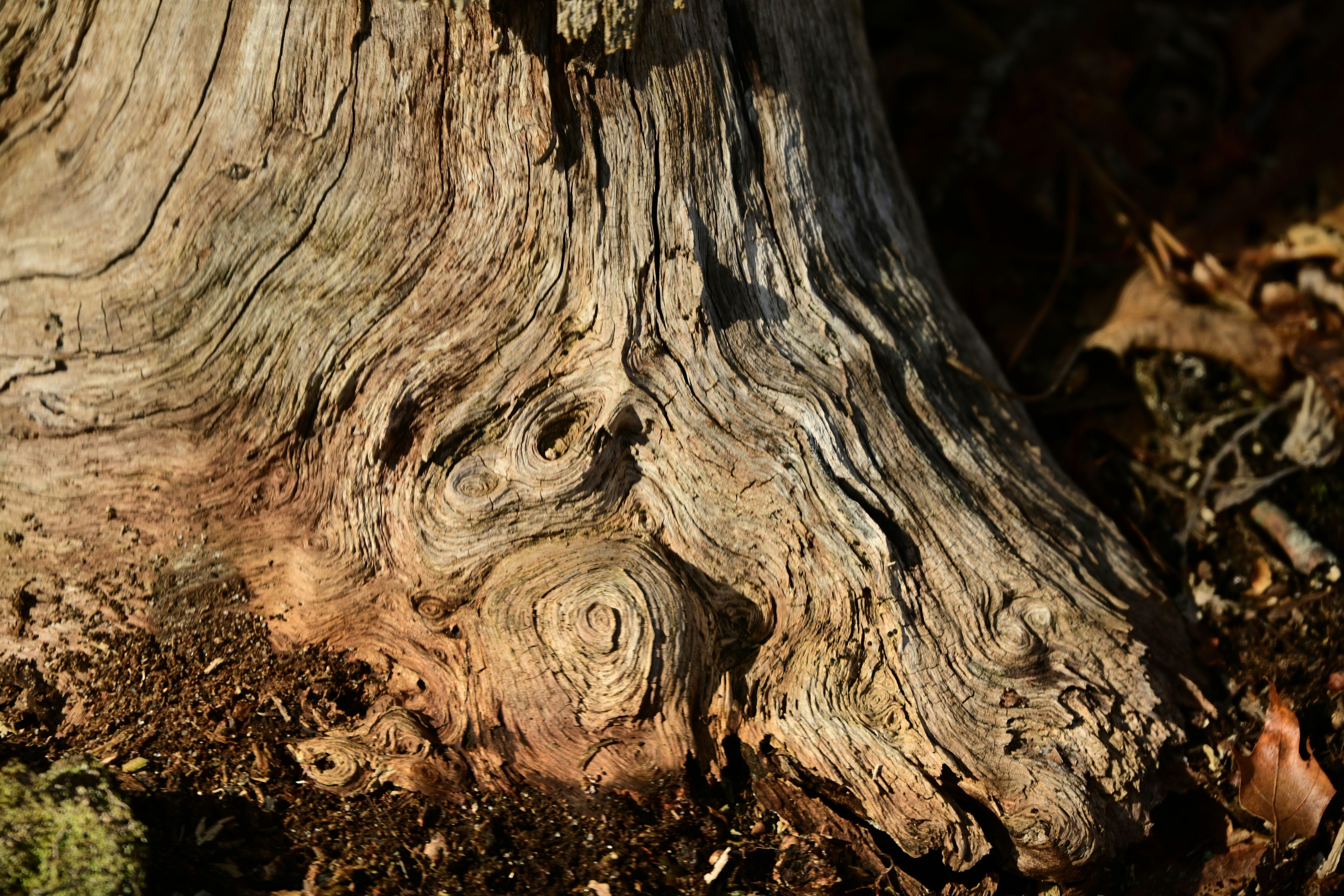 Gnarled Root Whorls: A Close Encounter with Timeworn Wood