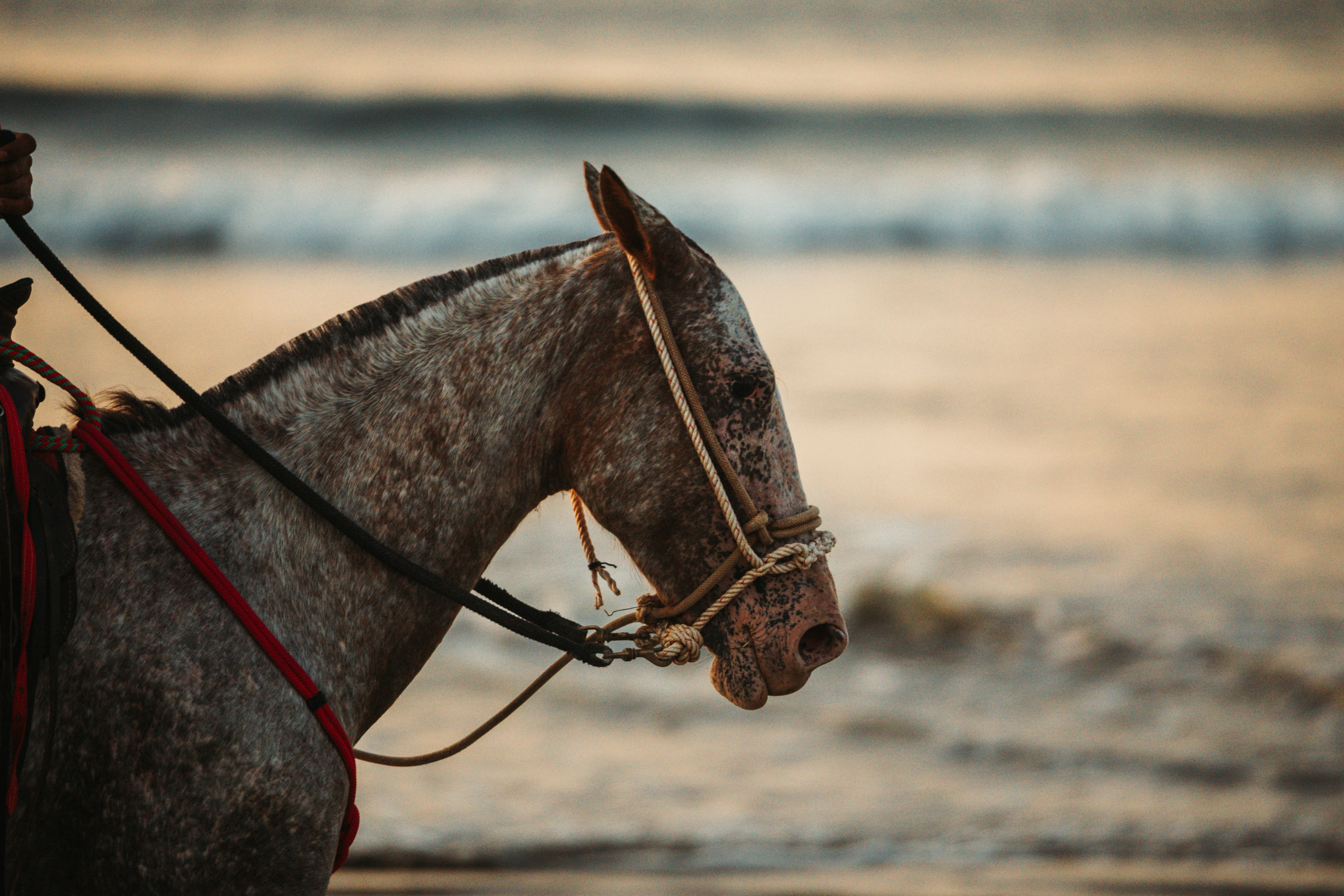 Hushed Rail of the Sea: A Horse at Dusk