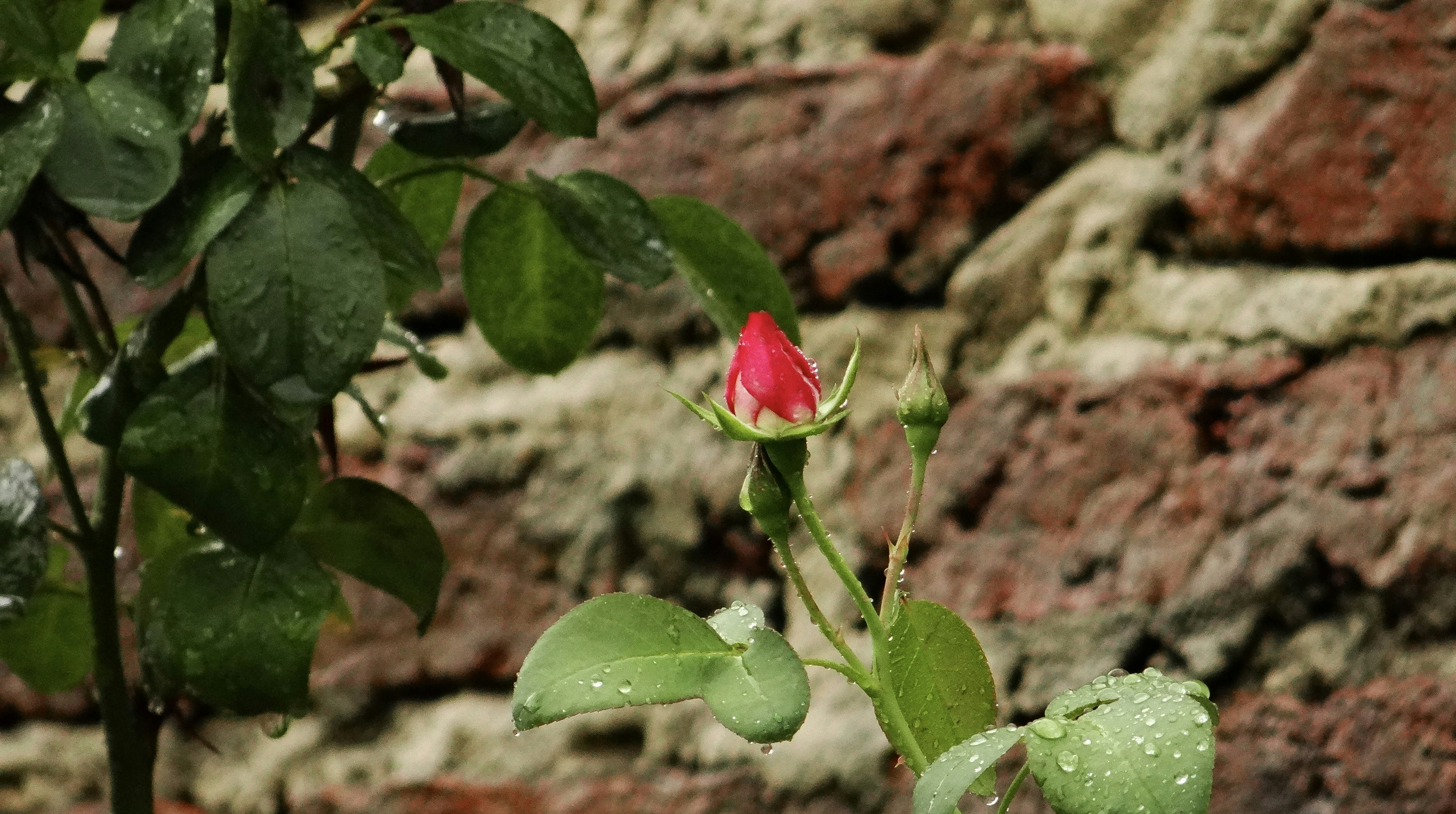 A Rosy Bud Emerges from Mossy Brick Veil