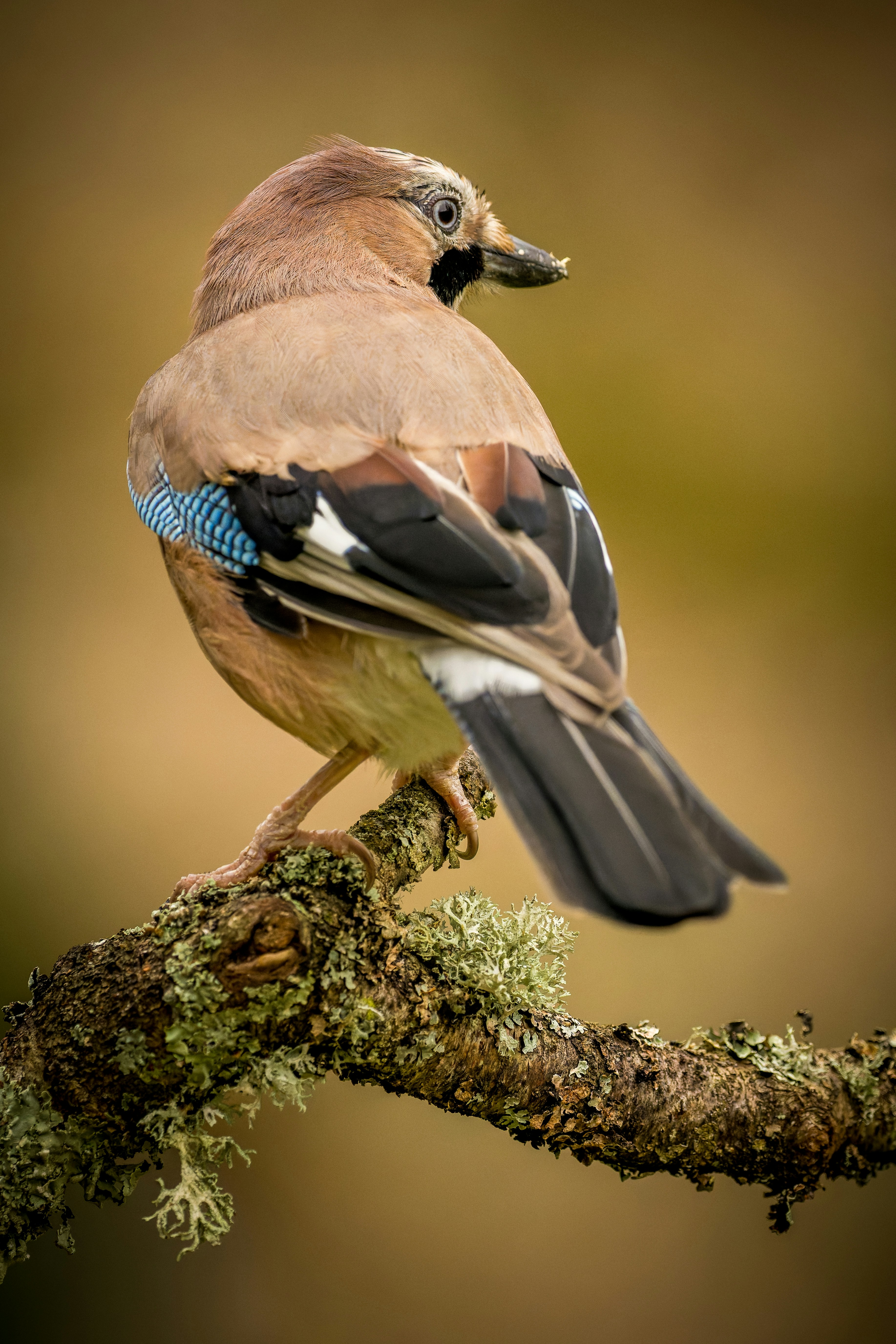 Bold Blue-Accent Winged Stare on a Mossy Perch