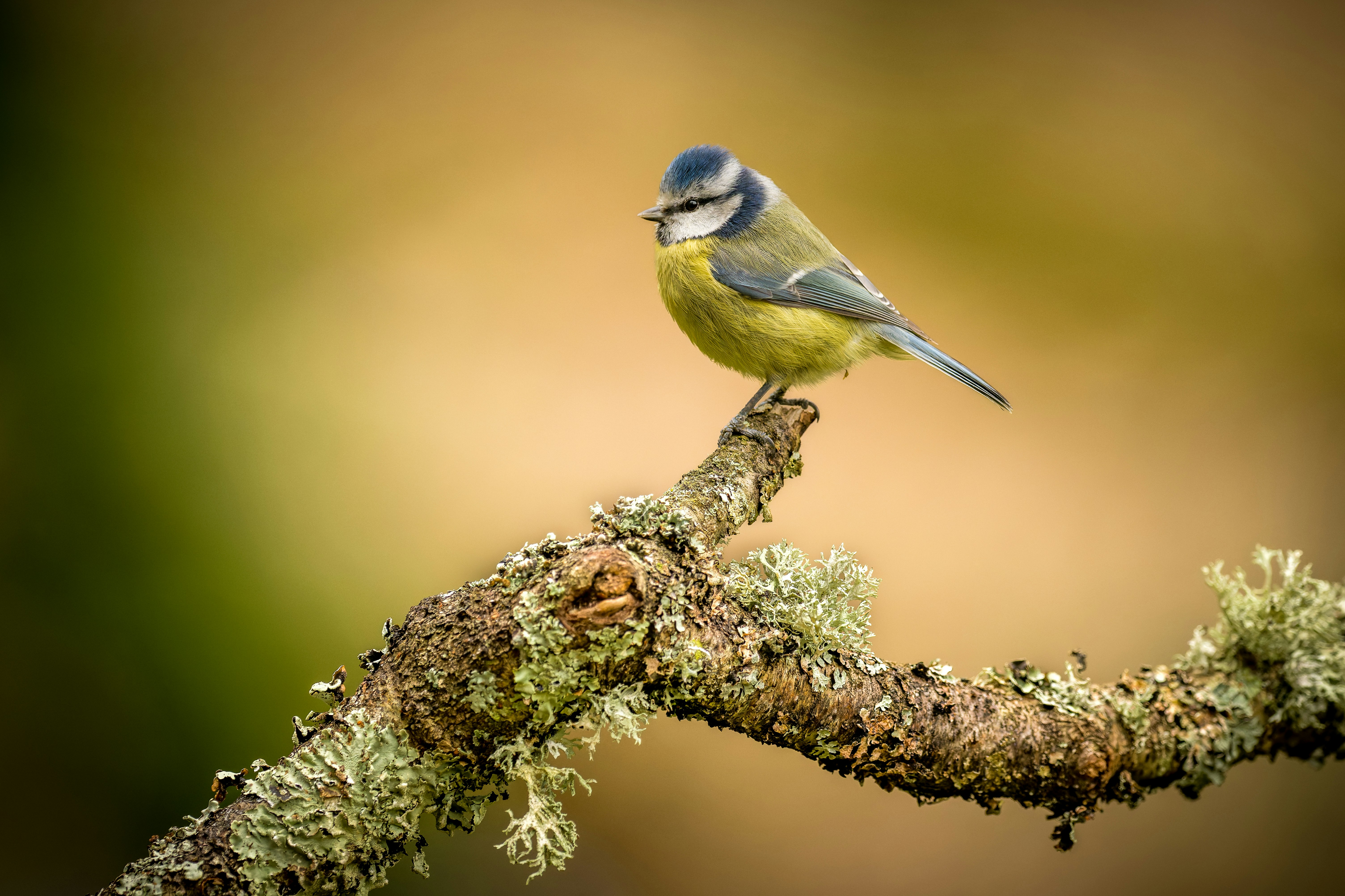 Perch atop a mossy branch: blue-topped tit in soft autumn light