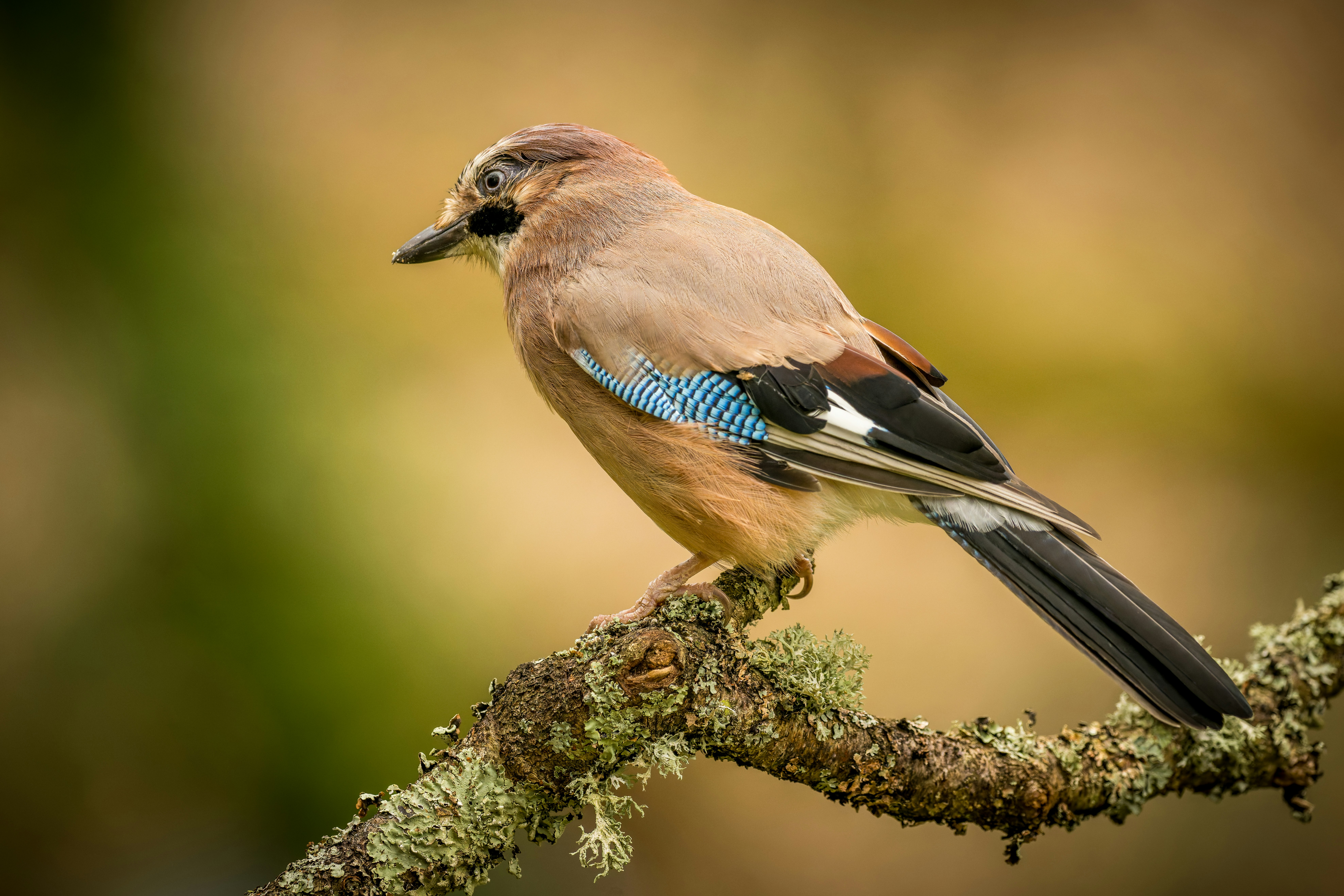 Azure Winged Sparrow on Mossy Branch