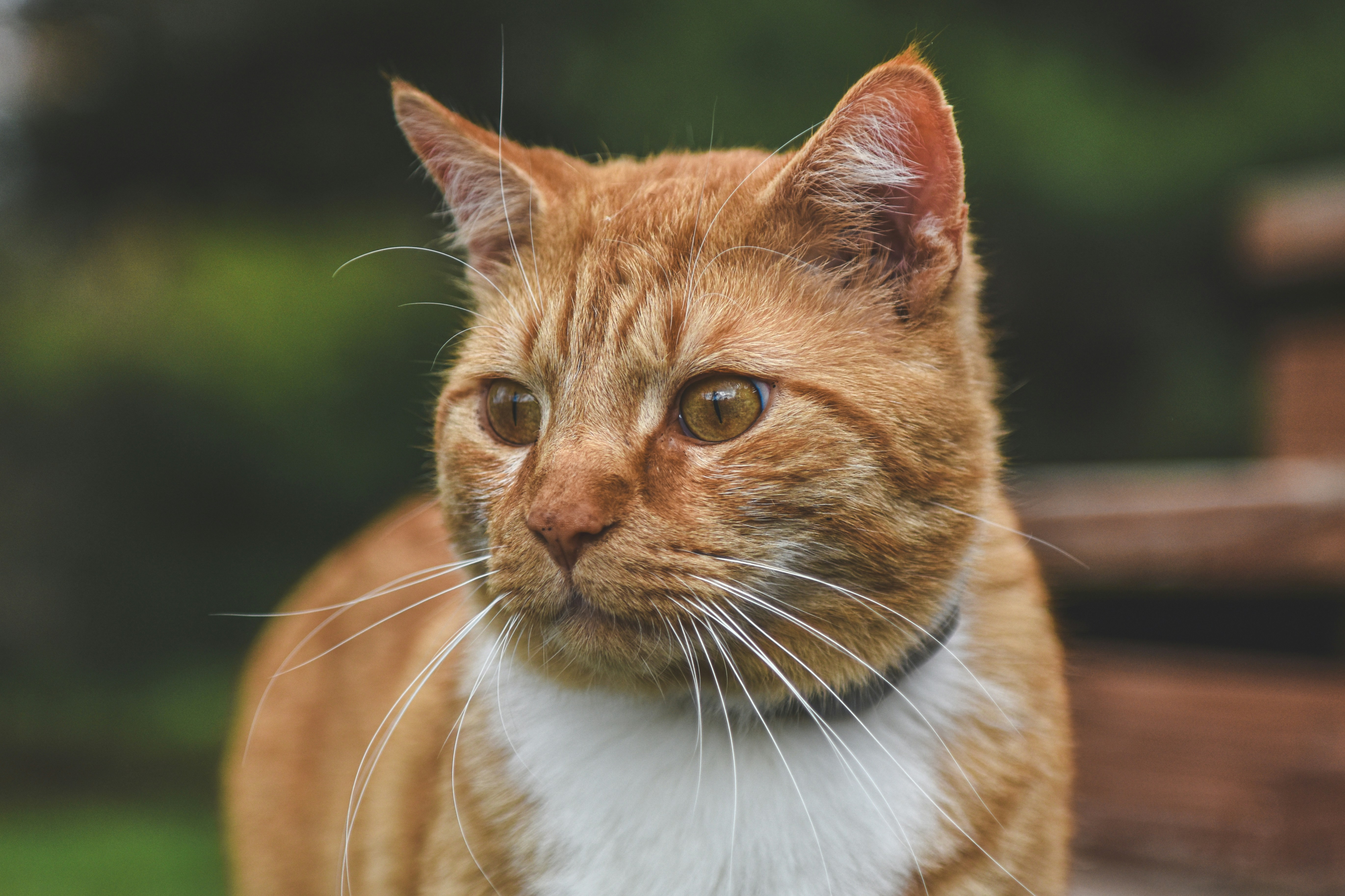 Amber Watcher: A Curious Cat Beneath Soft Evening Light