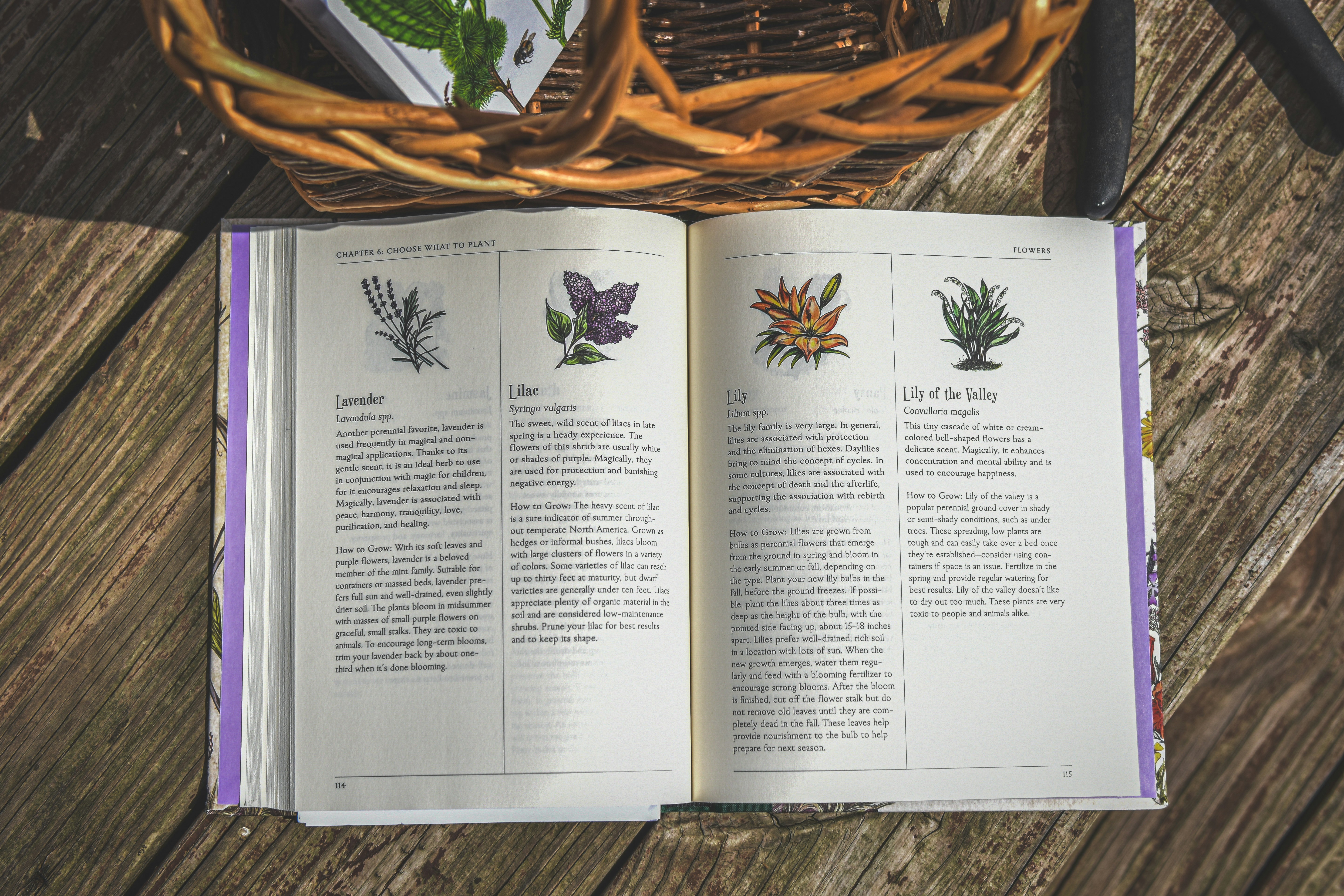 Herbal Leaves and Scribbled Knowledge: An Open Book on a Wooden Deck