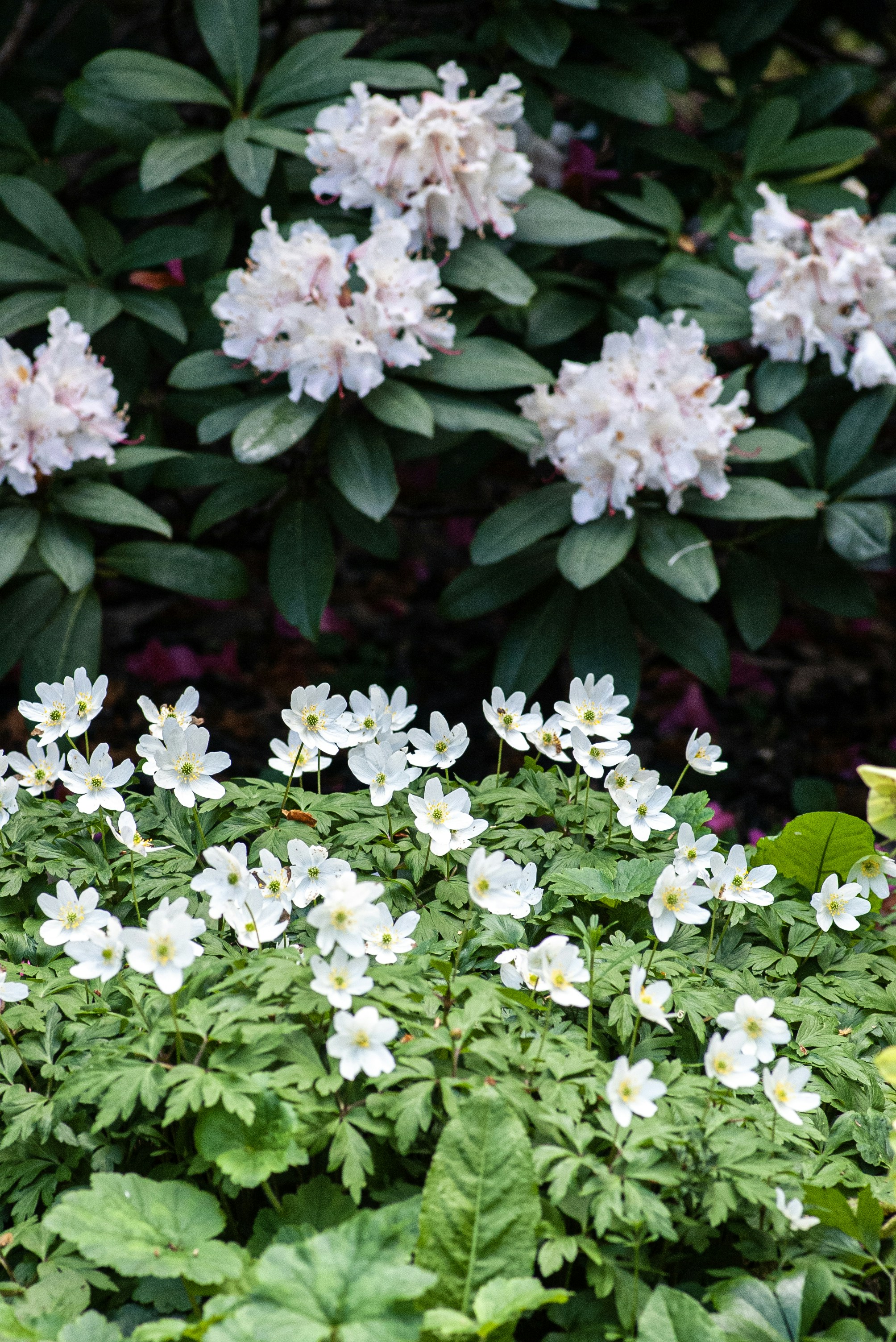 White blooms at the ferny edge: a garden vignette