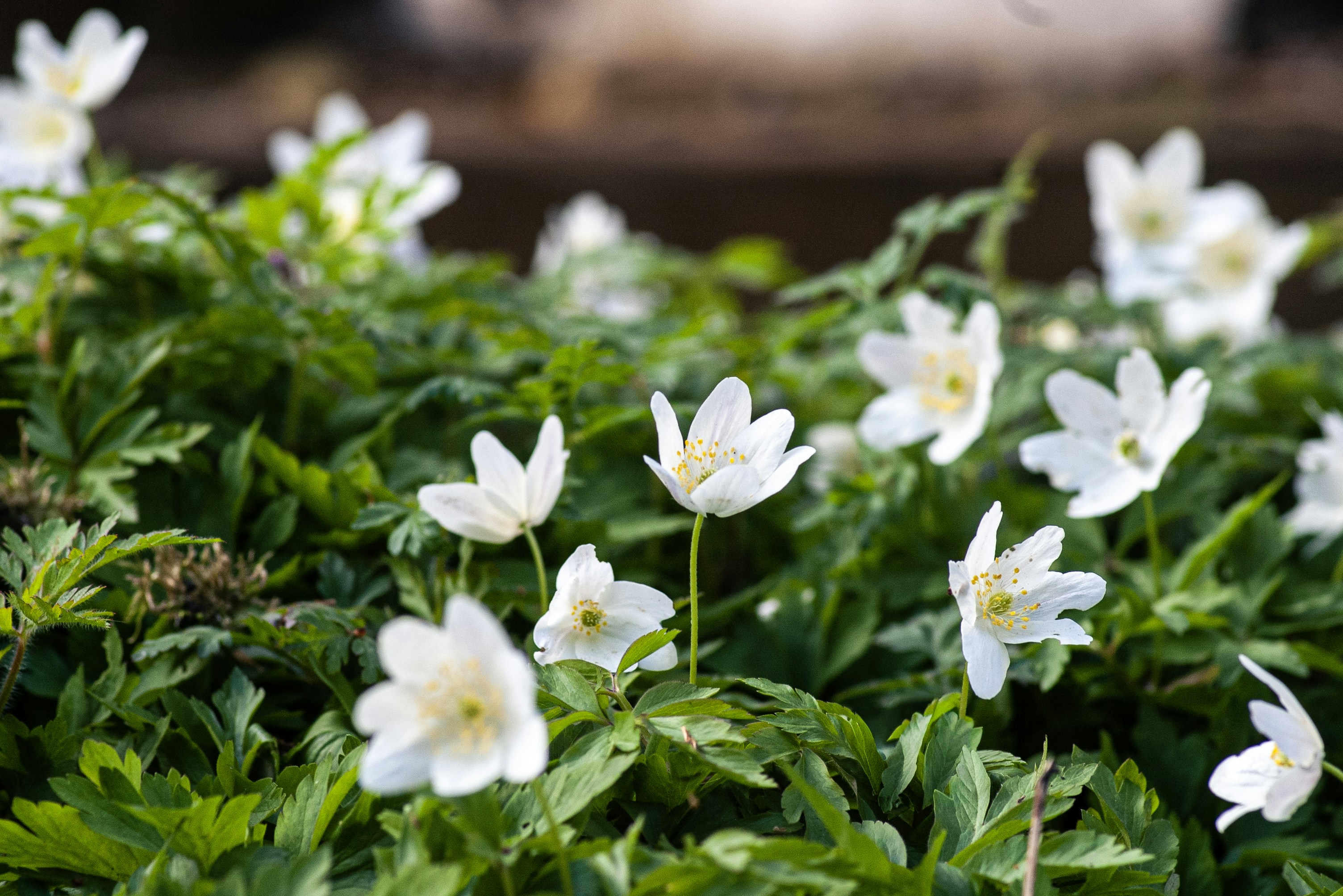 White blossoms in a sunlit hedge