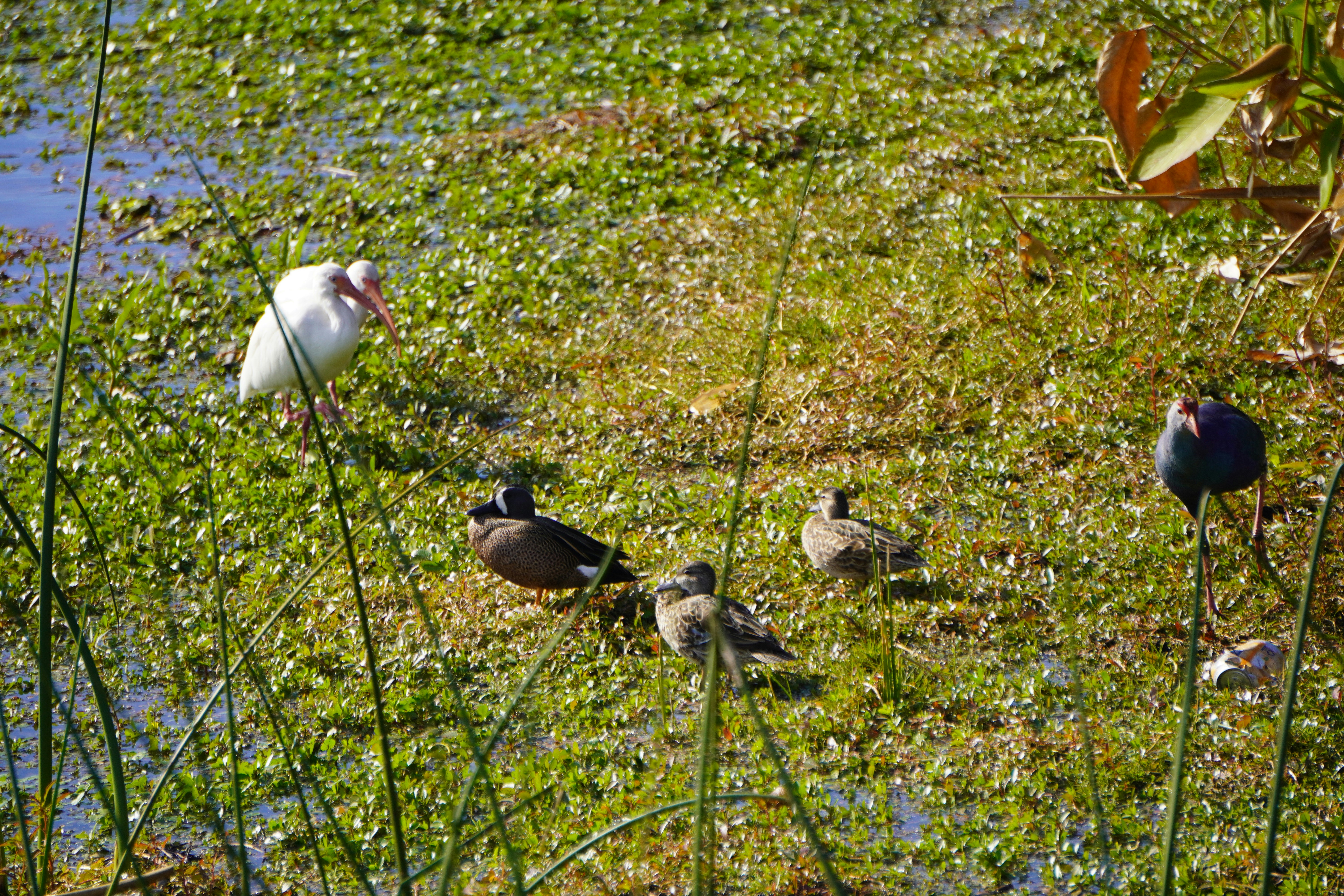 Heron Choir by the Wetland Edge