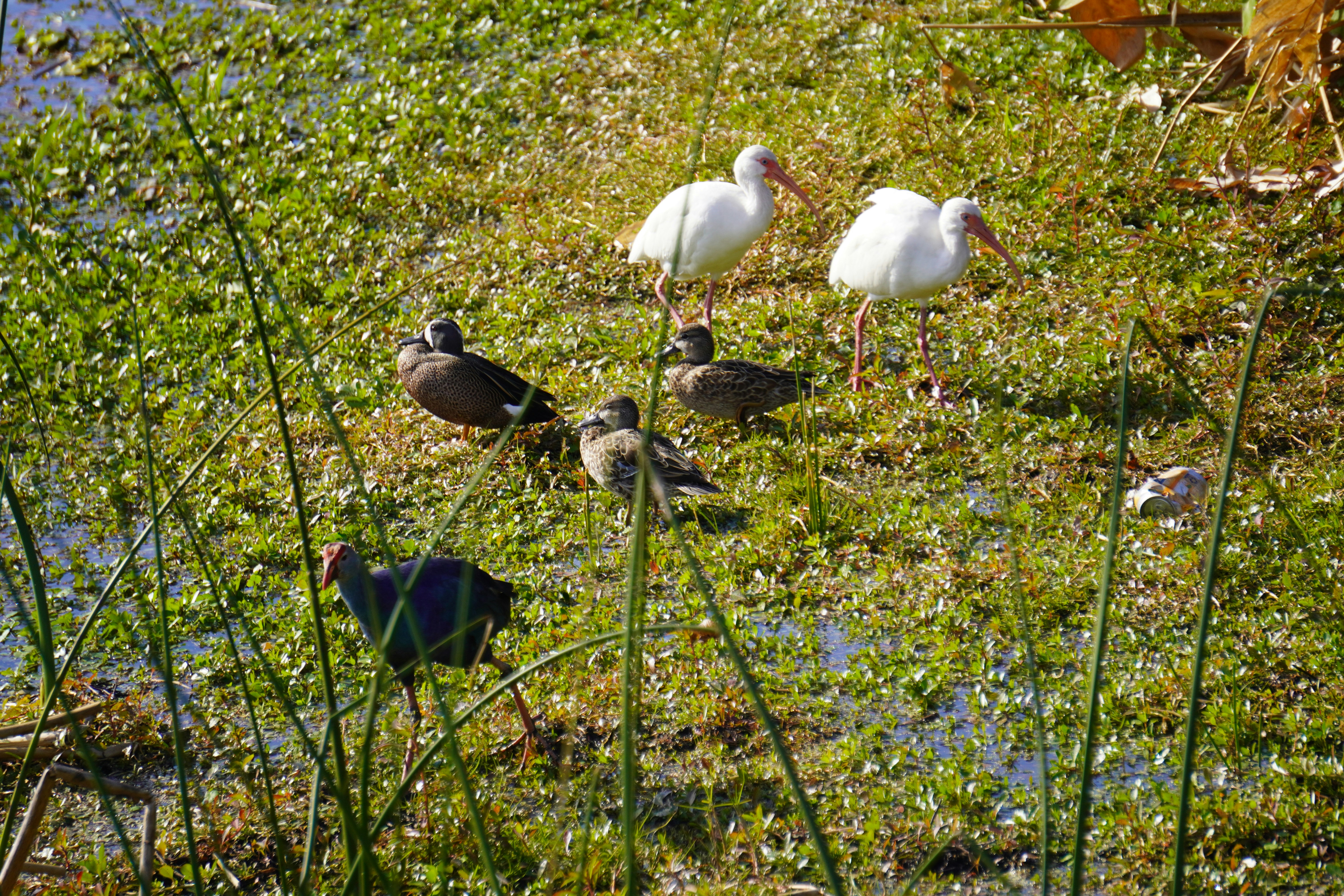 Heron Row Among Reeds: A Quiet Waterfowl Assembly