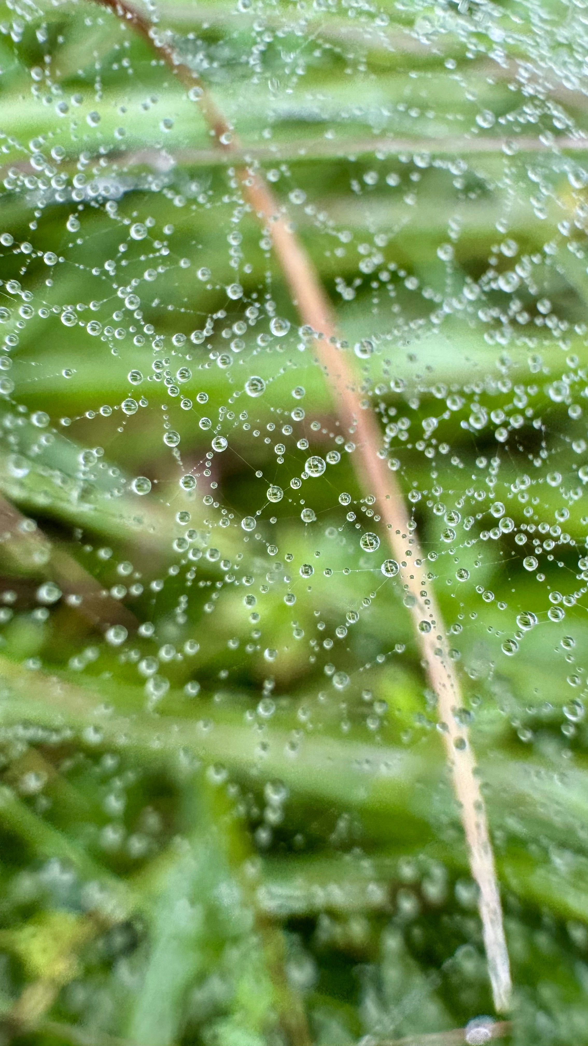 Dew-glass Spider Silk: a close-up of a dew-dusted web among blades of grass