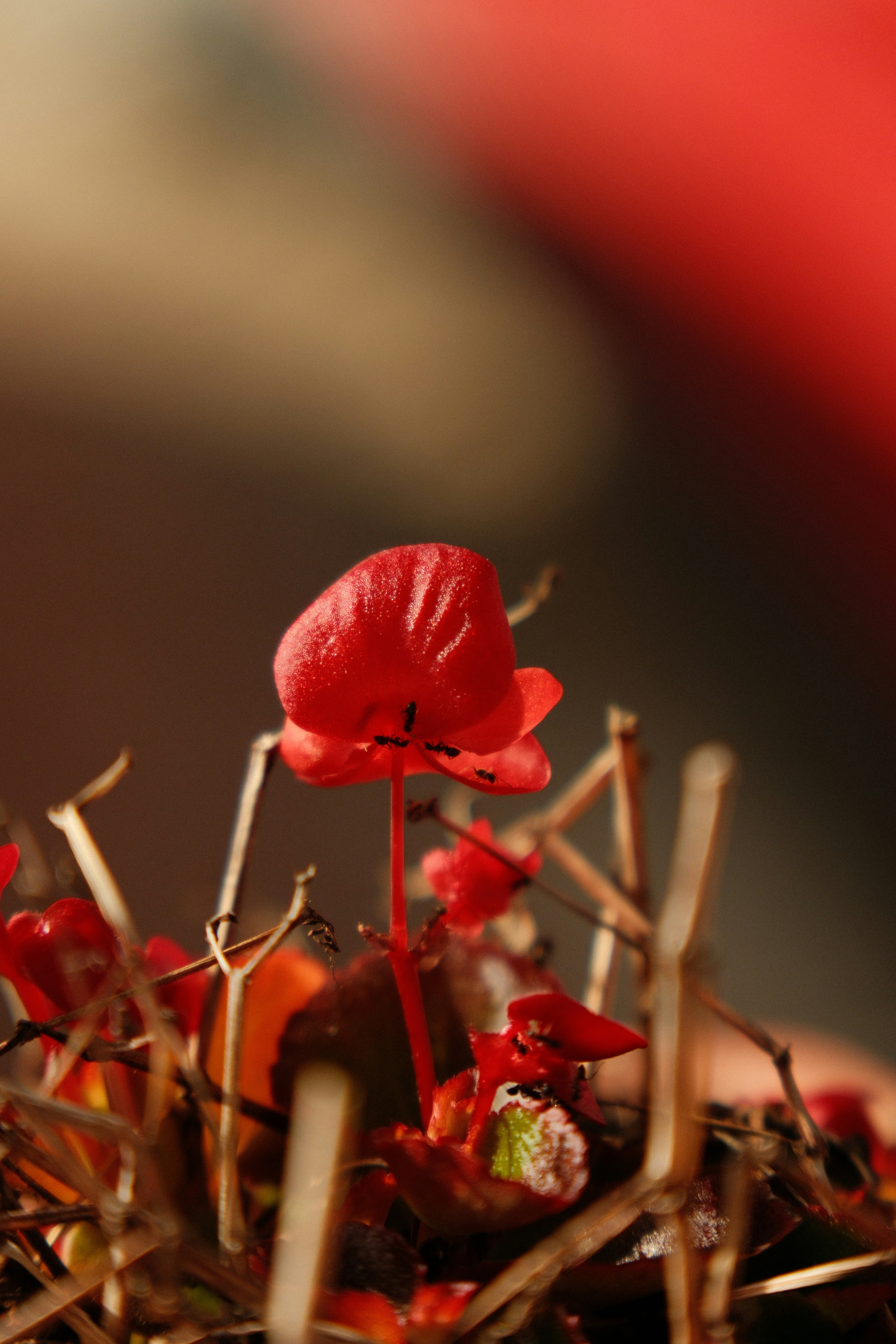 Red Coral Flower Piercing Through Tangle of Dry Stems