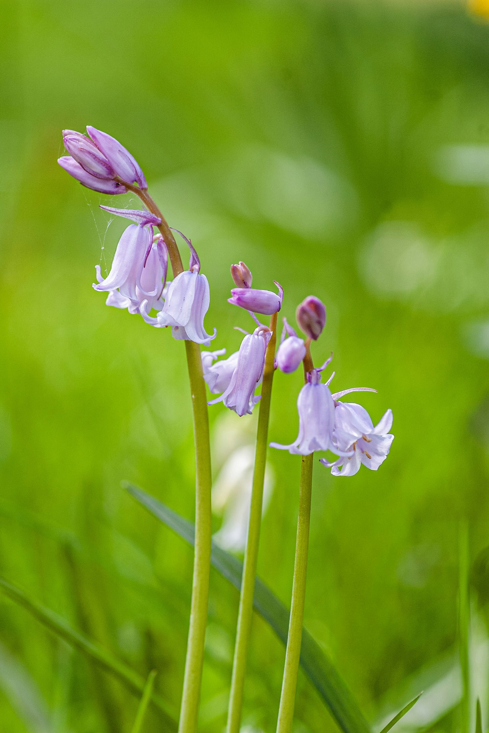 Lilac bells in a sunlit meadow