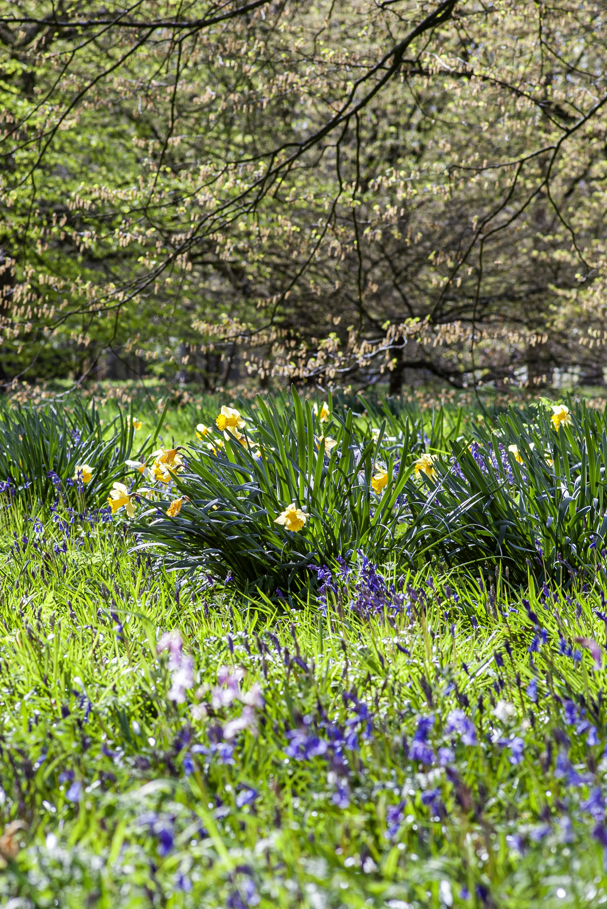 Sunlit iris bed beneath a blossoming arbor