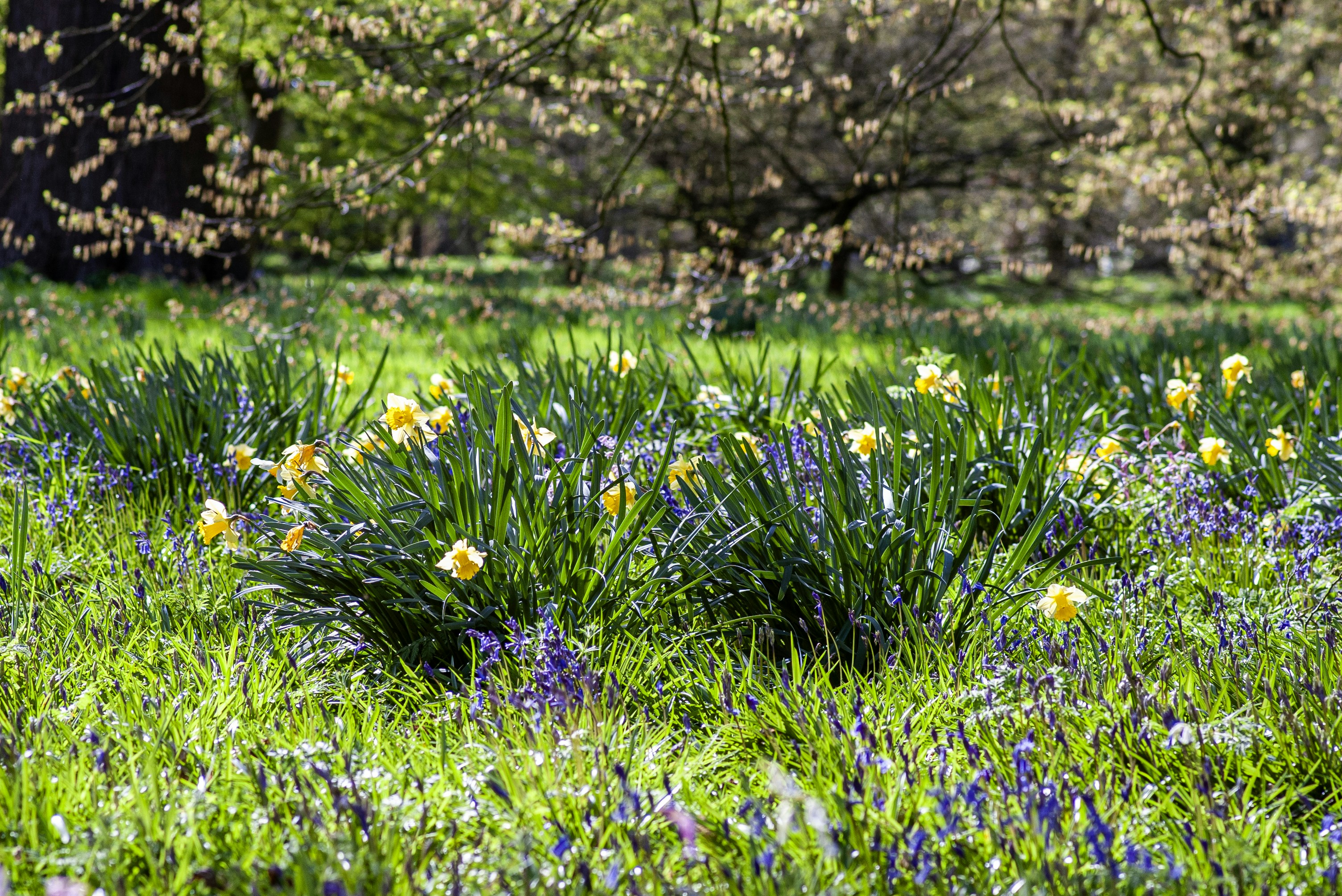 Daffodil clusters in a sunlit meadow border