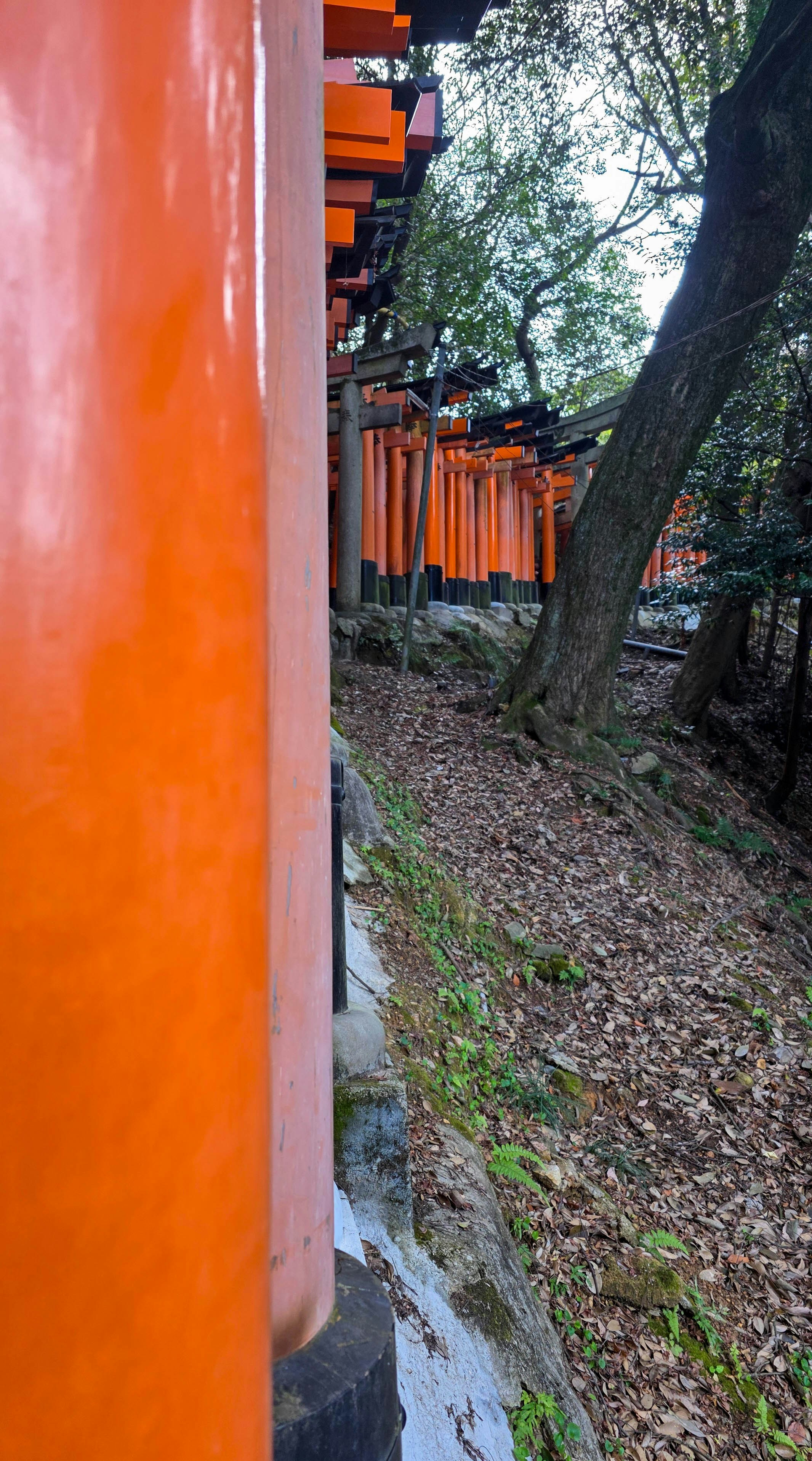 Vivid Corridor of Torii: A Narrow Path Along Bright Orange Gates