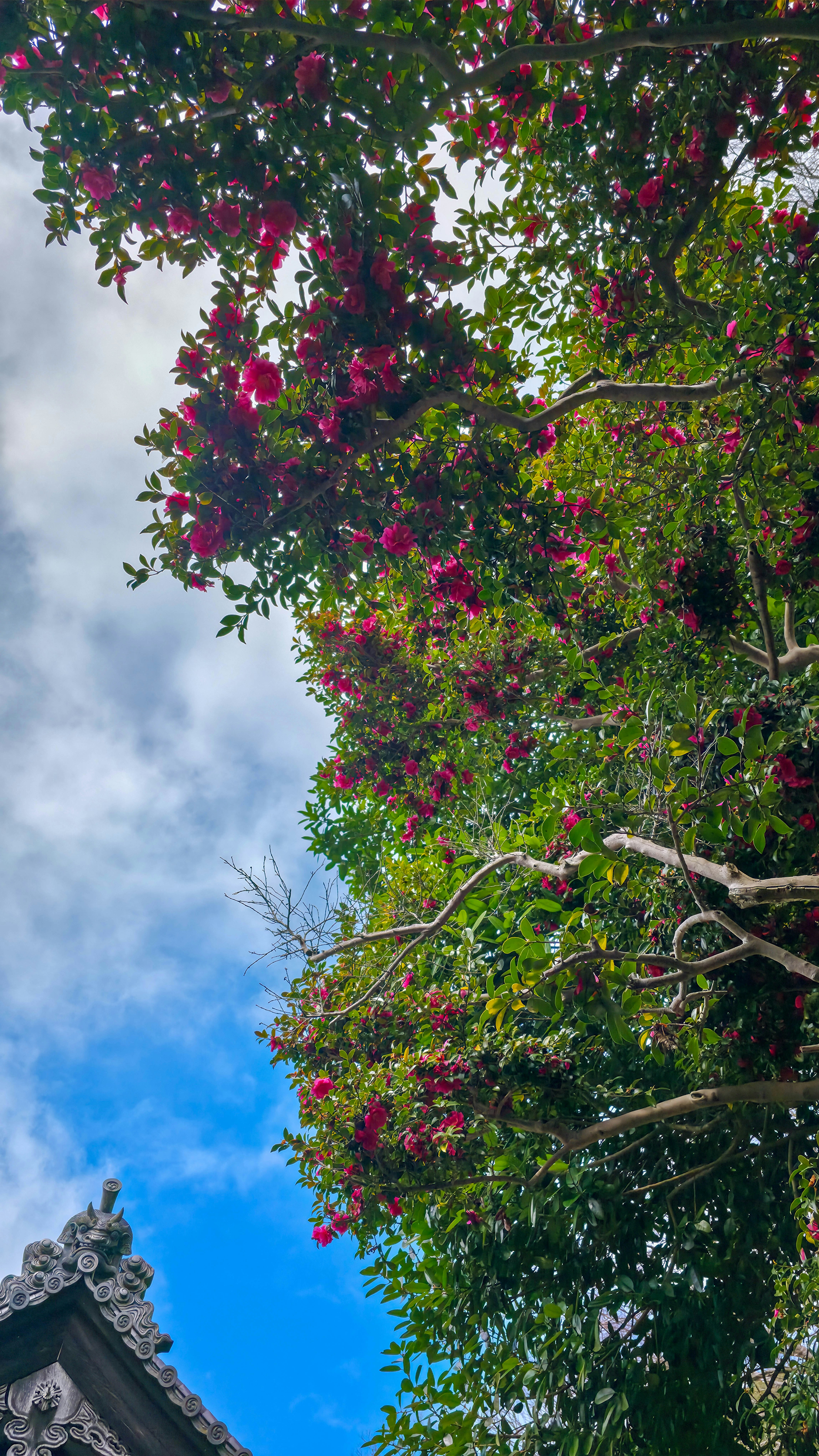 Whispers of Bloom Beneath a Sky-ward Canopy