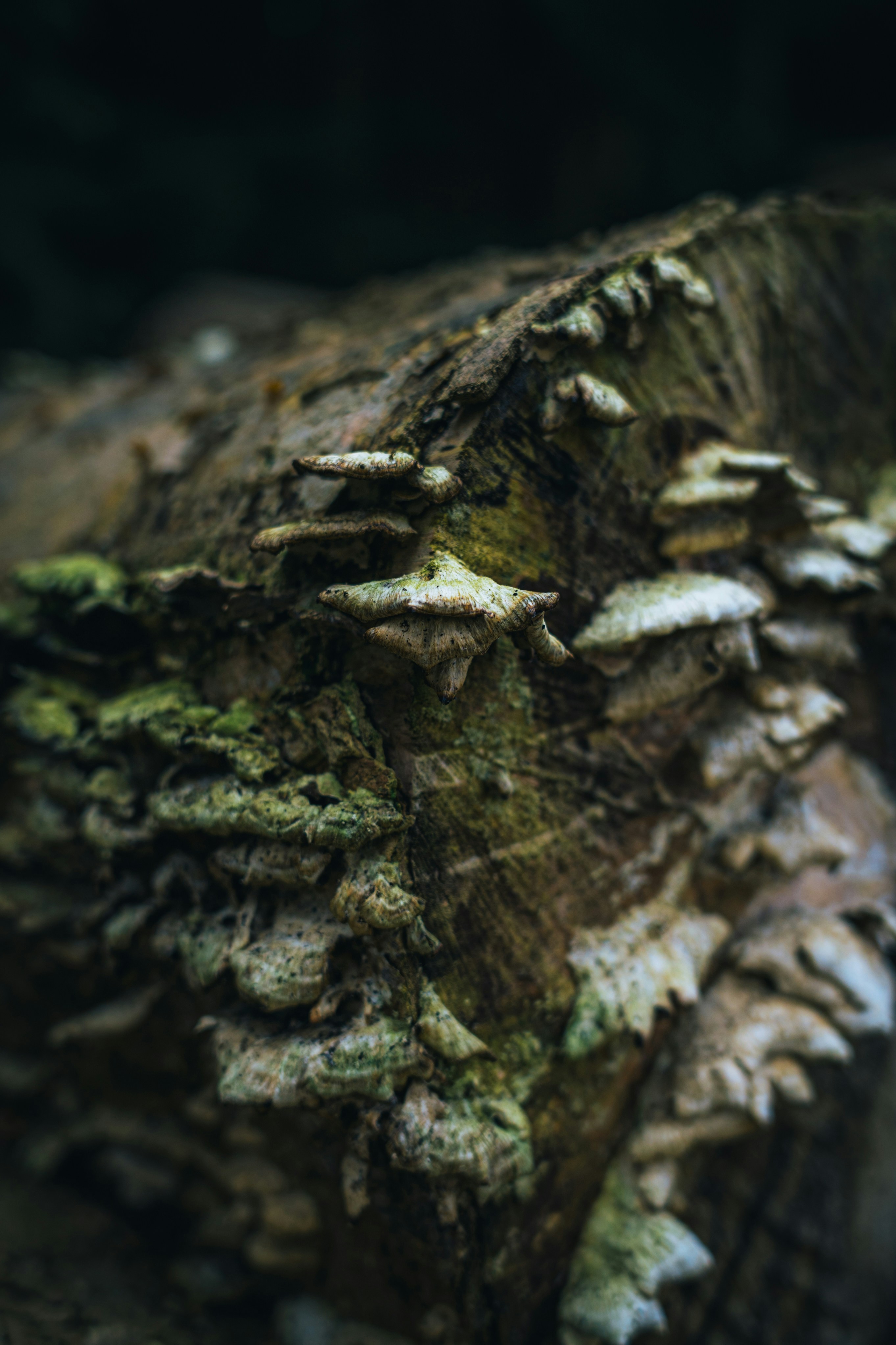 Moss-Cilled Shelf: Fungal Brim on Weathered Wood