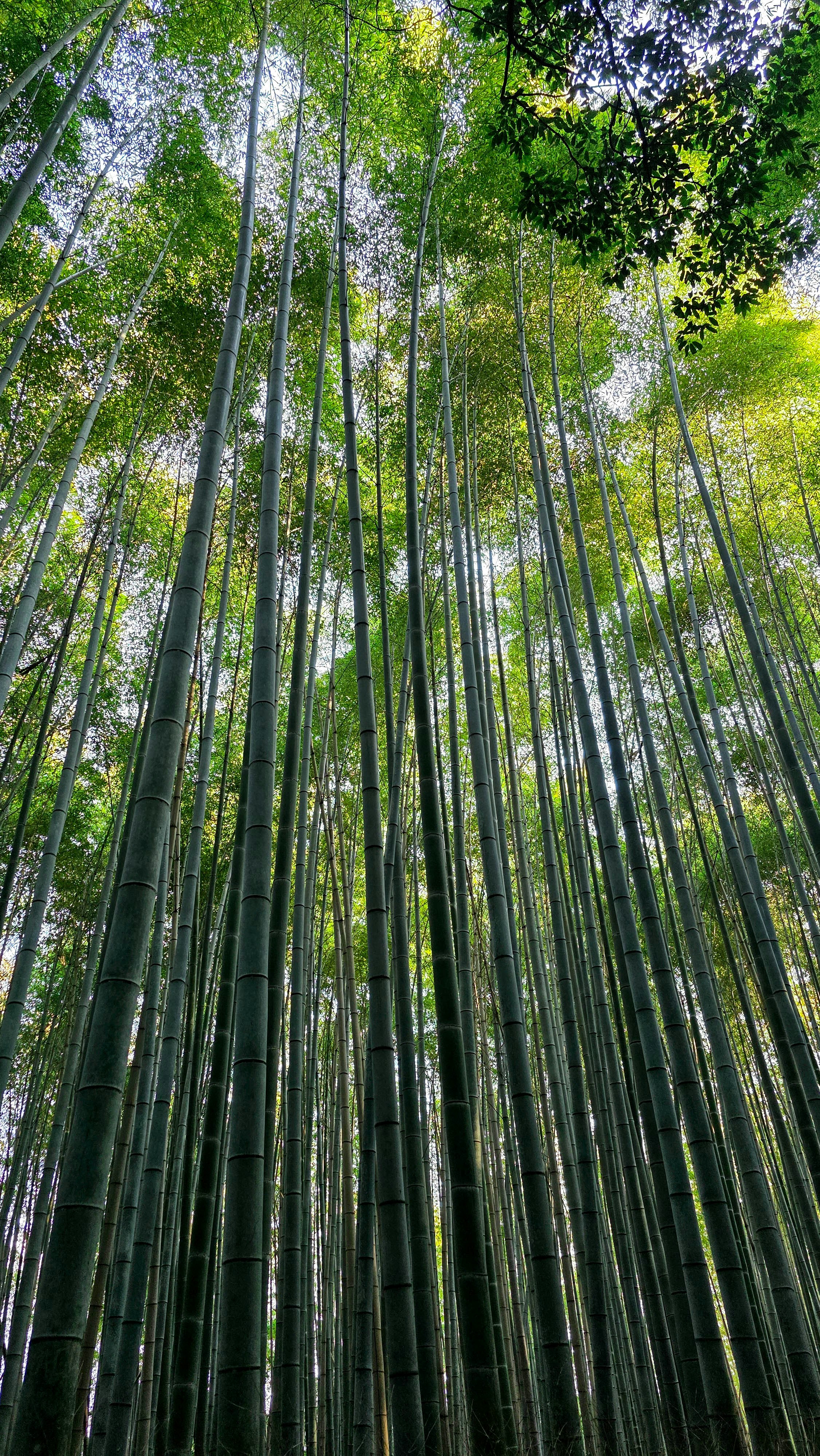 Skyward Cathedral: A Breathing Tower of Bamboo