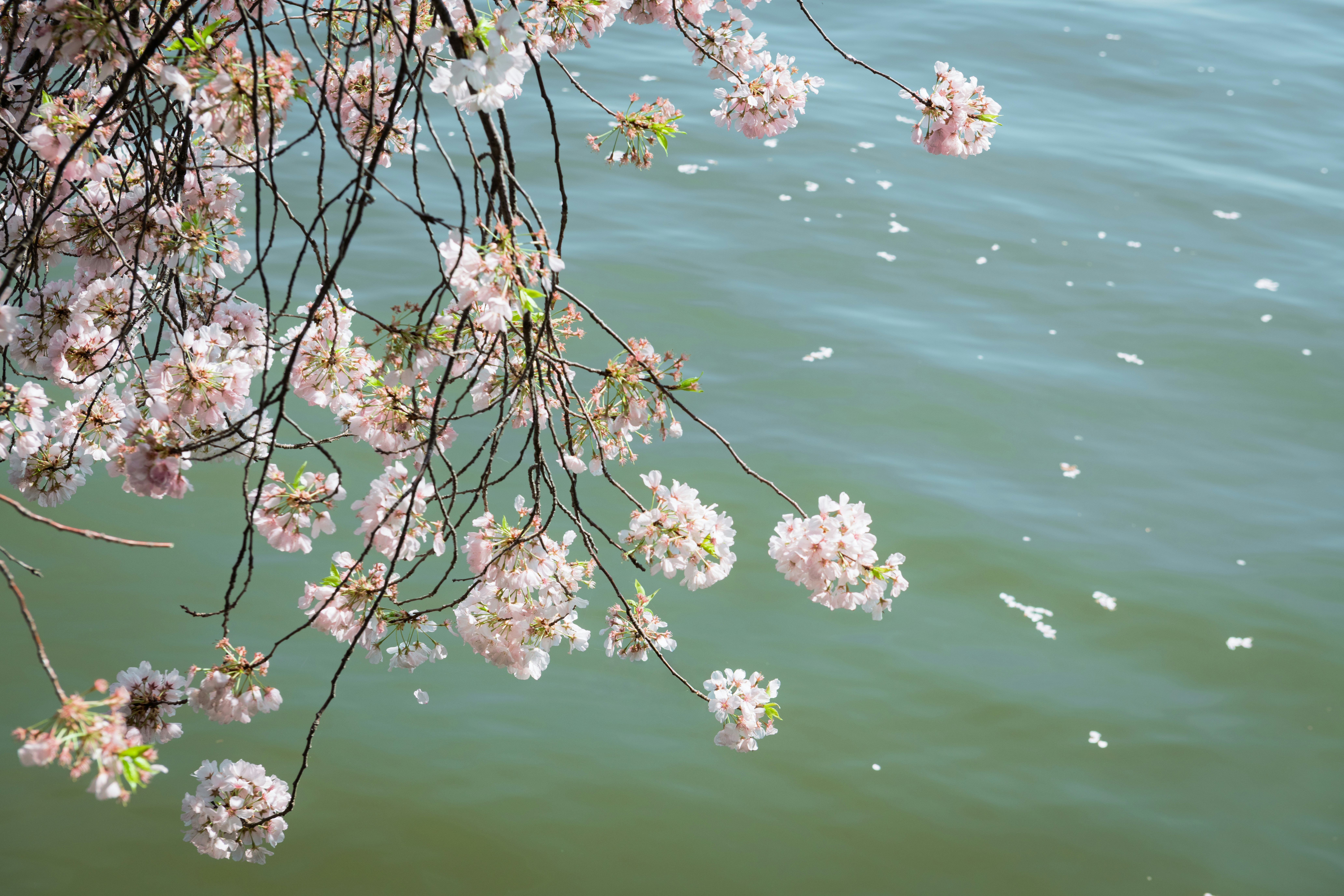 Cherry Blossom Threads Over Tidal Veil