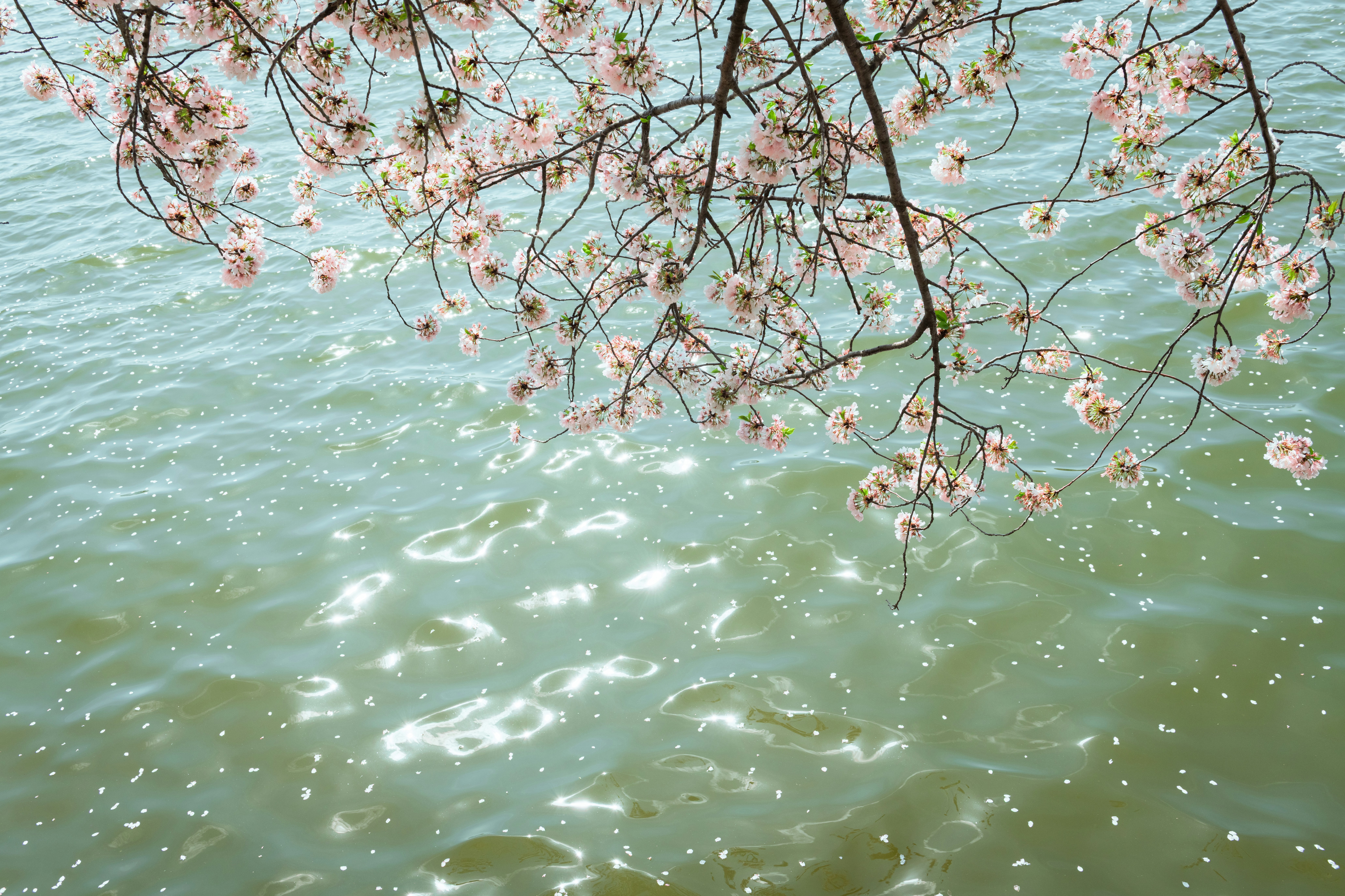 Spring Canopy Over Rippling Water