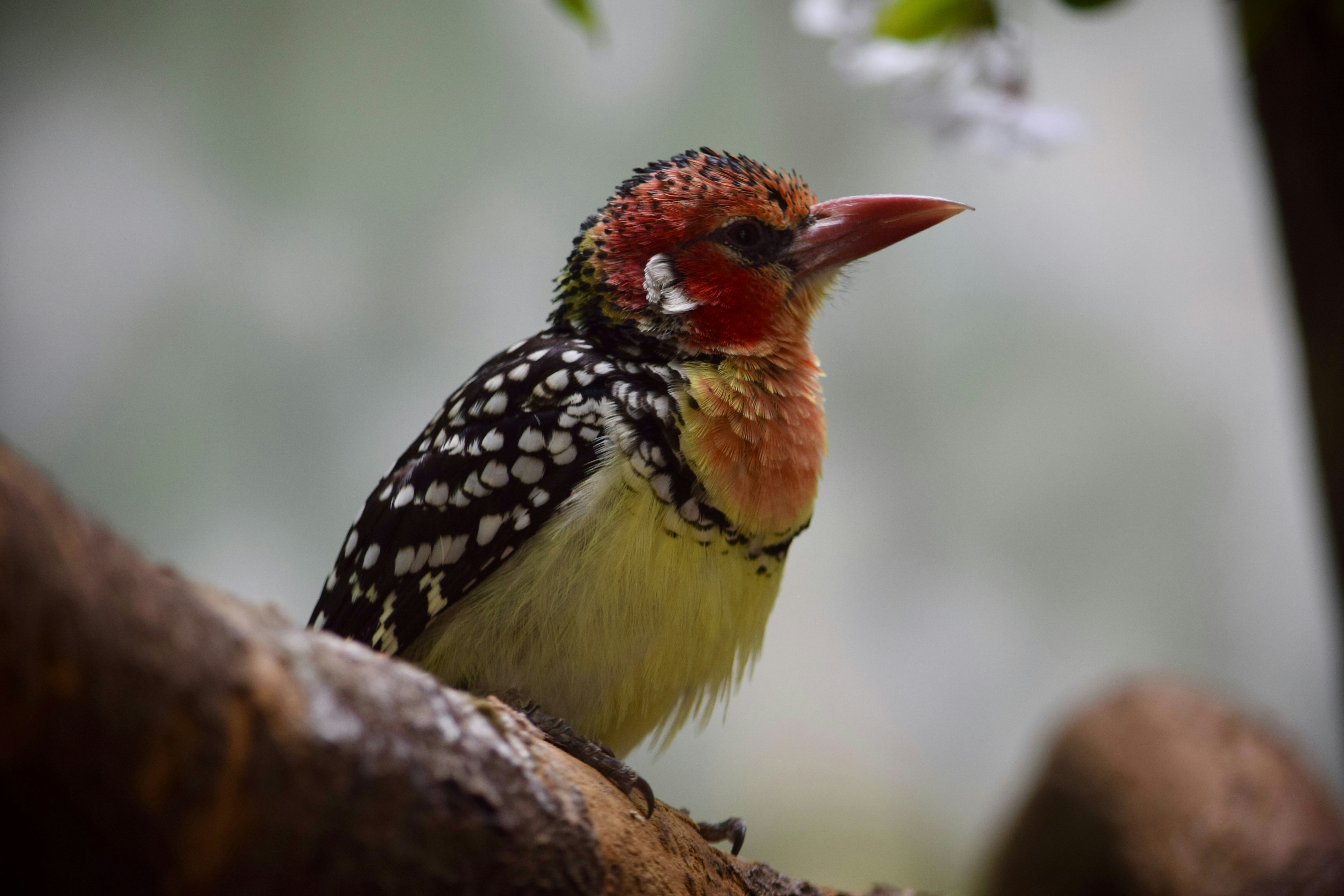 Scarlet-crest Kingfisher on a mossy perch