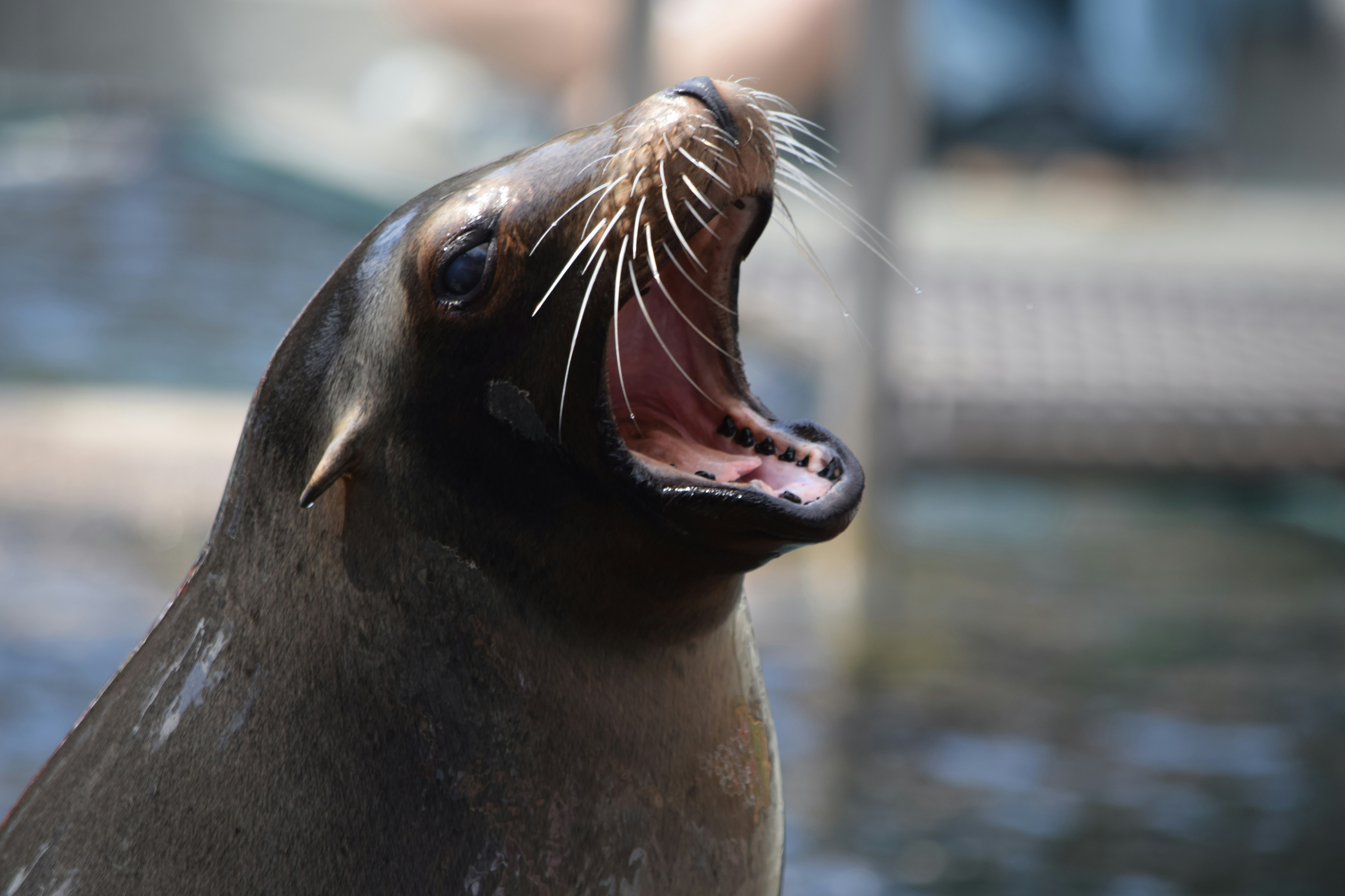 Sea Lion's Open-Mouthed Call