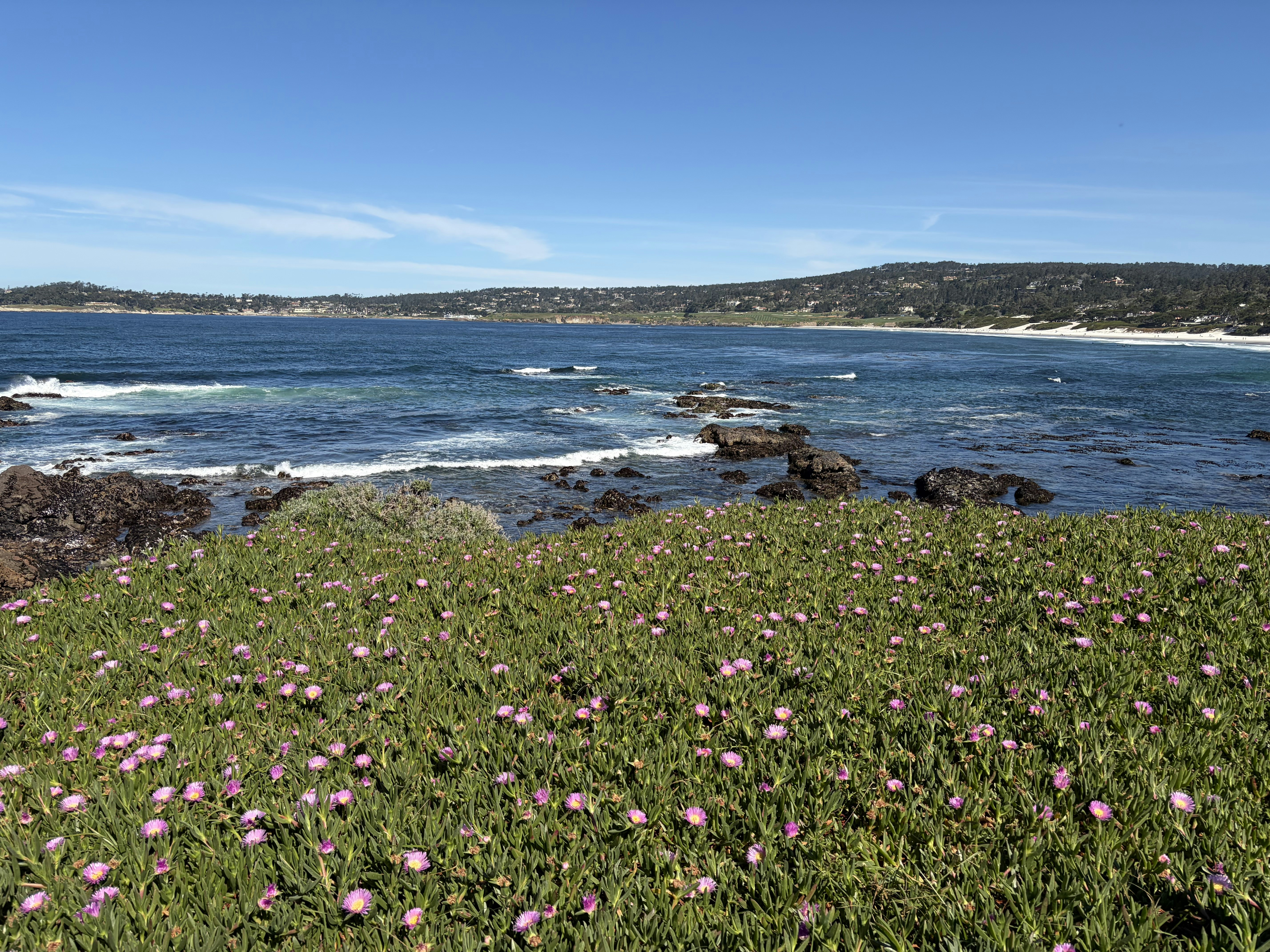 Coastal Bloom: Pink Sea of Flowers Overlooking a Rocky Shore