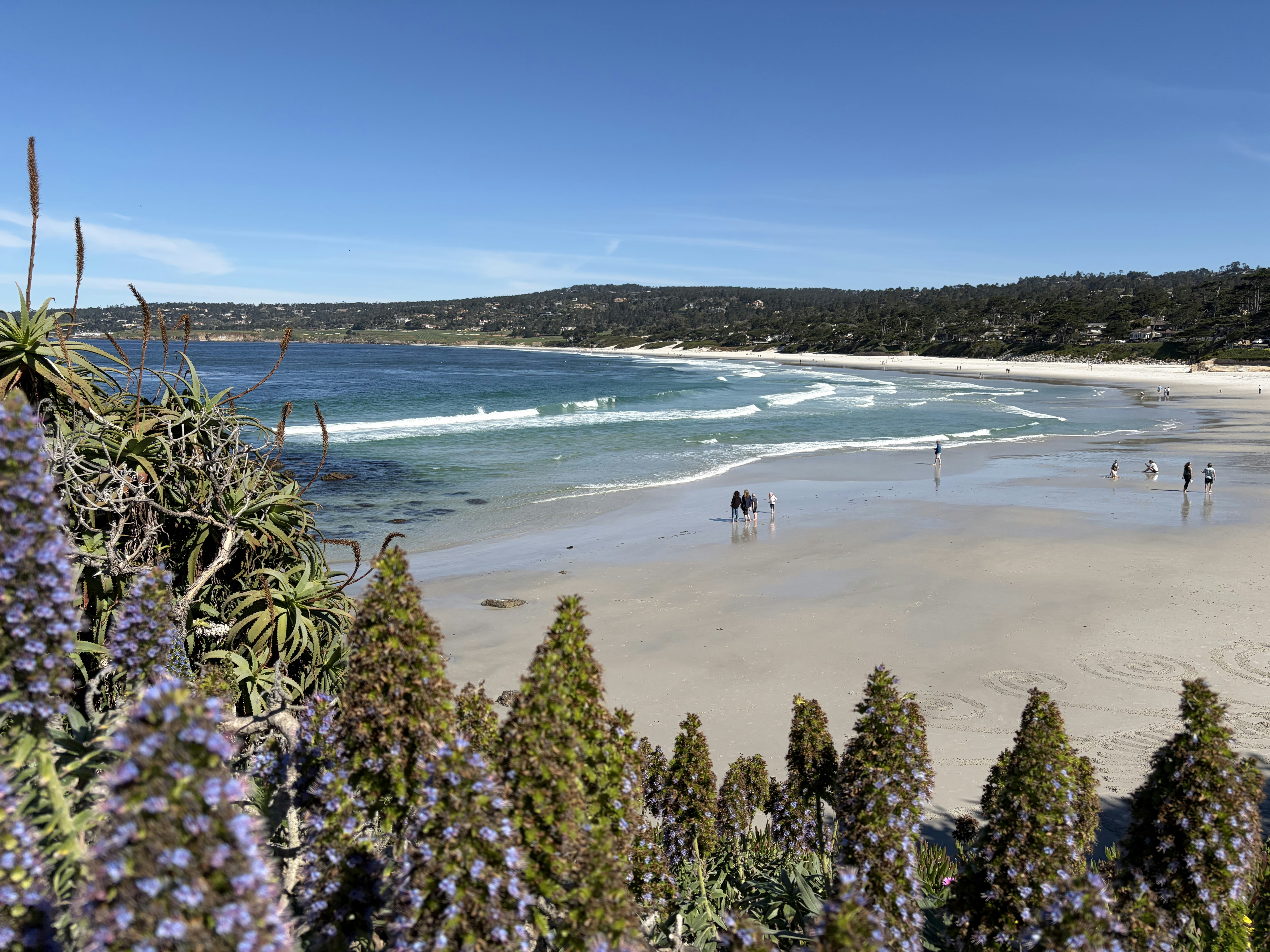 Sunlit Expanse: Beach, Surf, and Flower Foreground