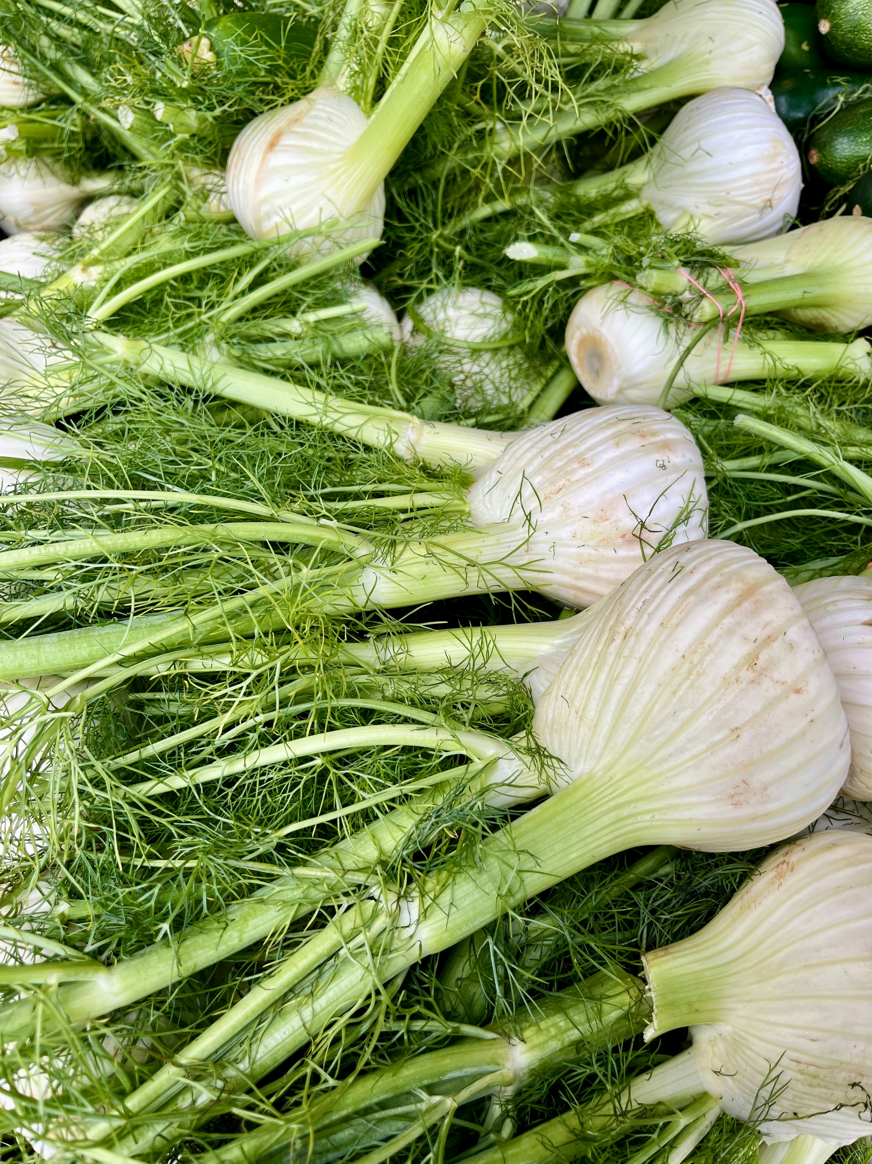 Green-flecked fennel harvest: bulbs and feathery fronds in a dense bundle