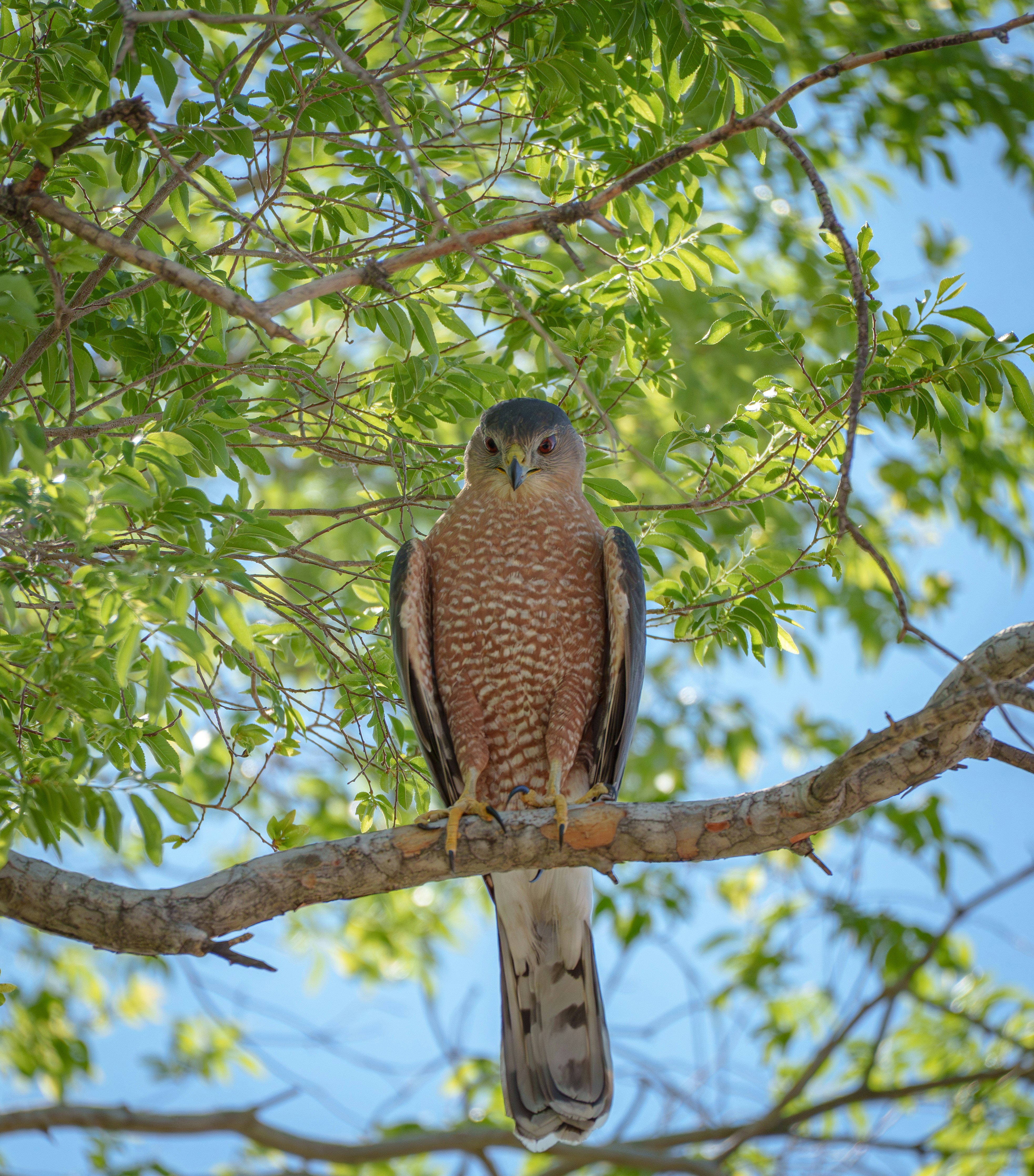 Hawk in the Sunlit Canopy: A Close-Up Perched Watcher
