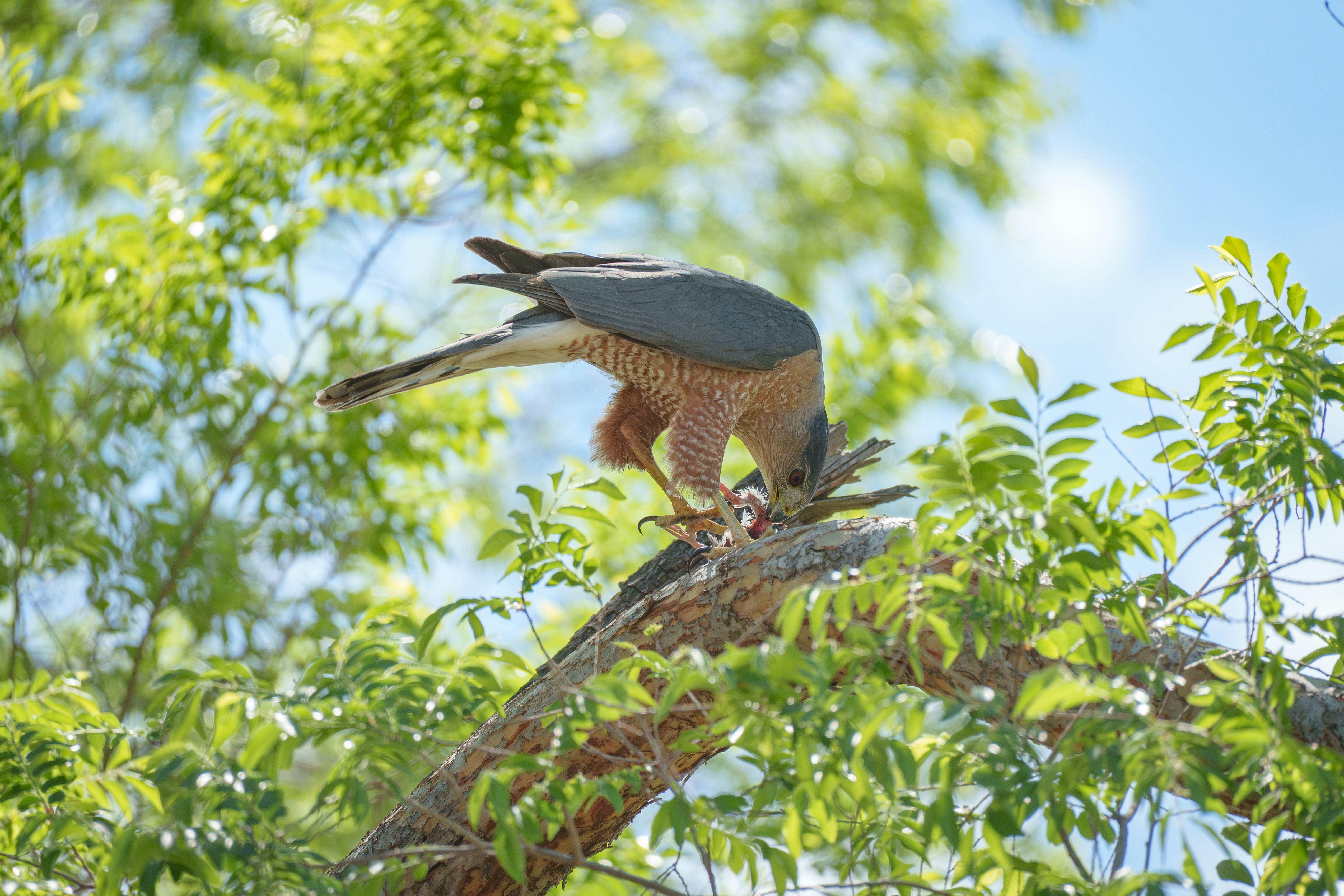 Red-tailed Wild Hawk on a Sunlit Branch