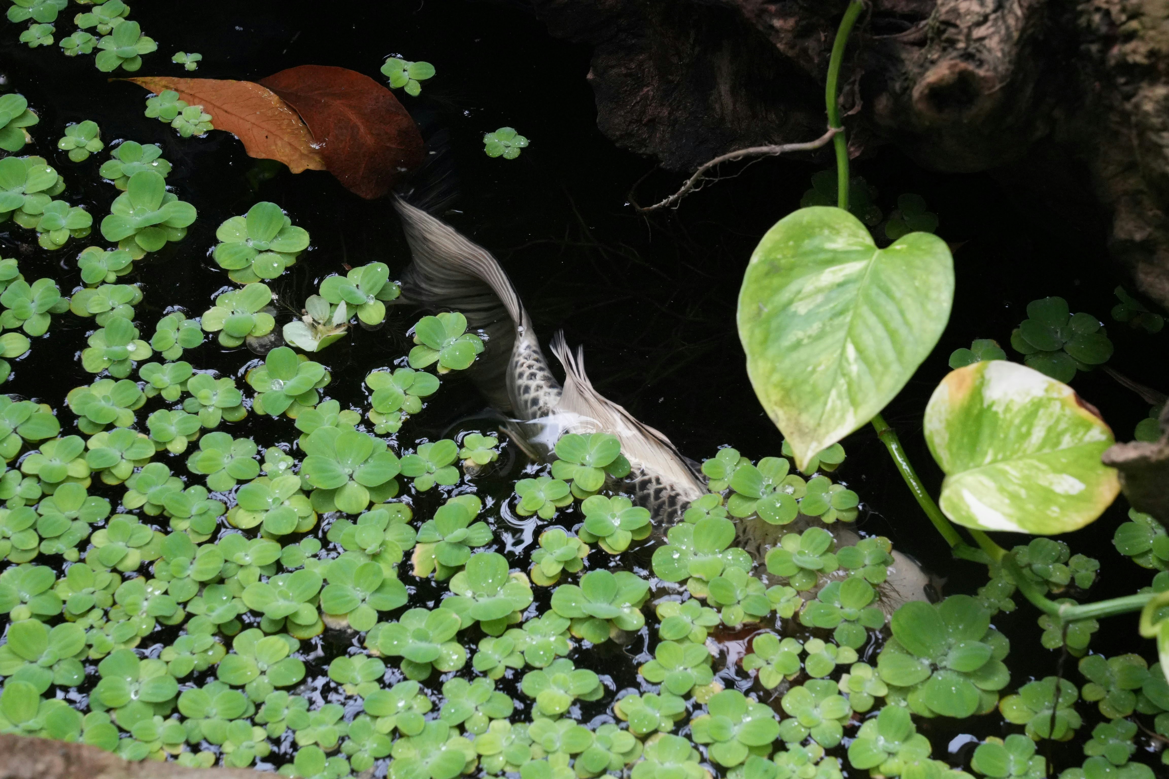 Emerald Palette: Leaves, Vines, and a Fluttering Hint of Motion