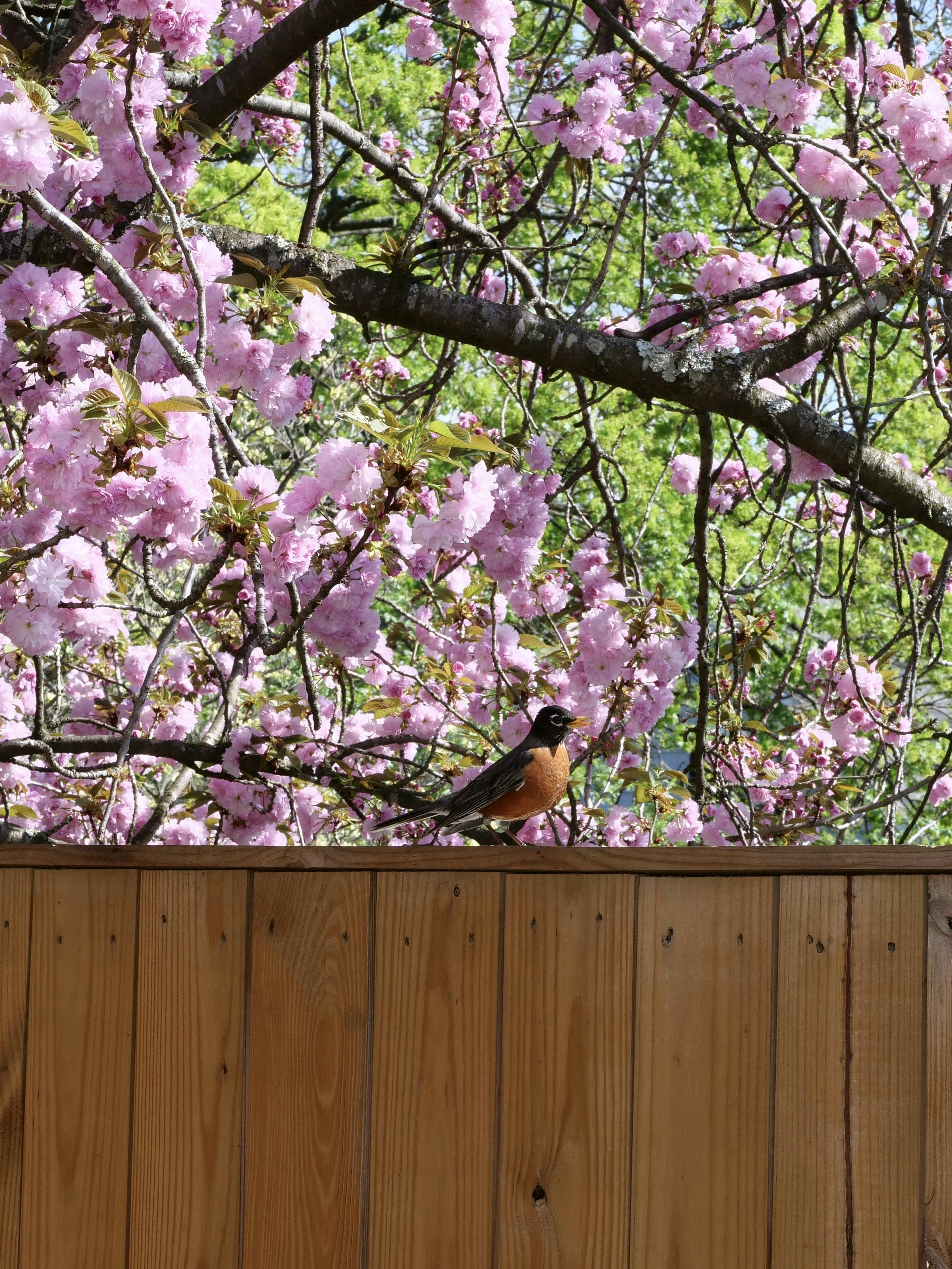 Robin Among Pink Blossoms: A Quiet Balcony Moment