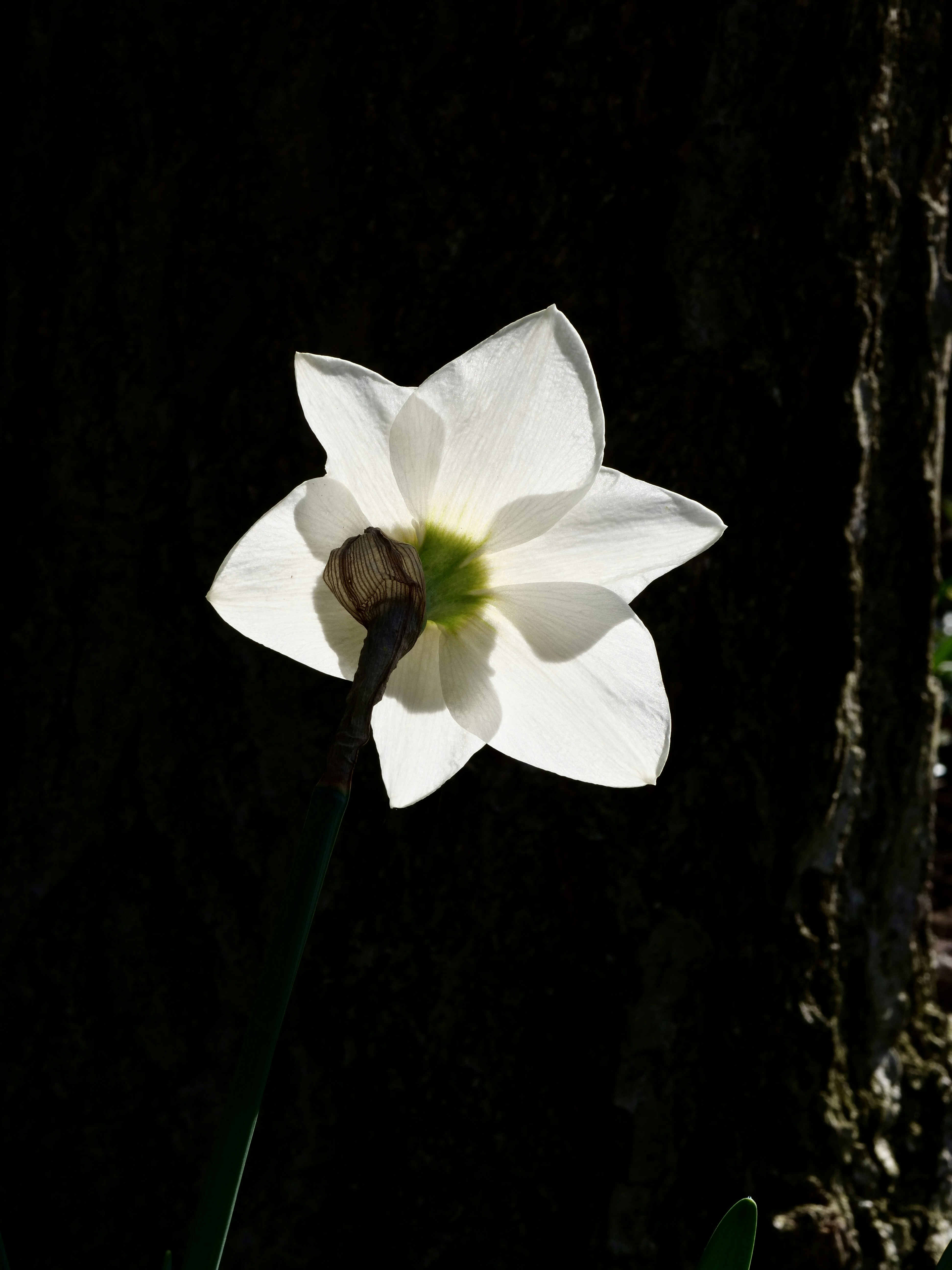 White Daffodil Against Dark Bark: A Lone Flower in Stilled Contrast