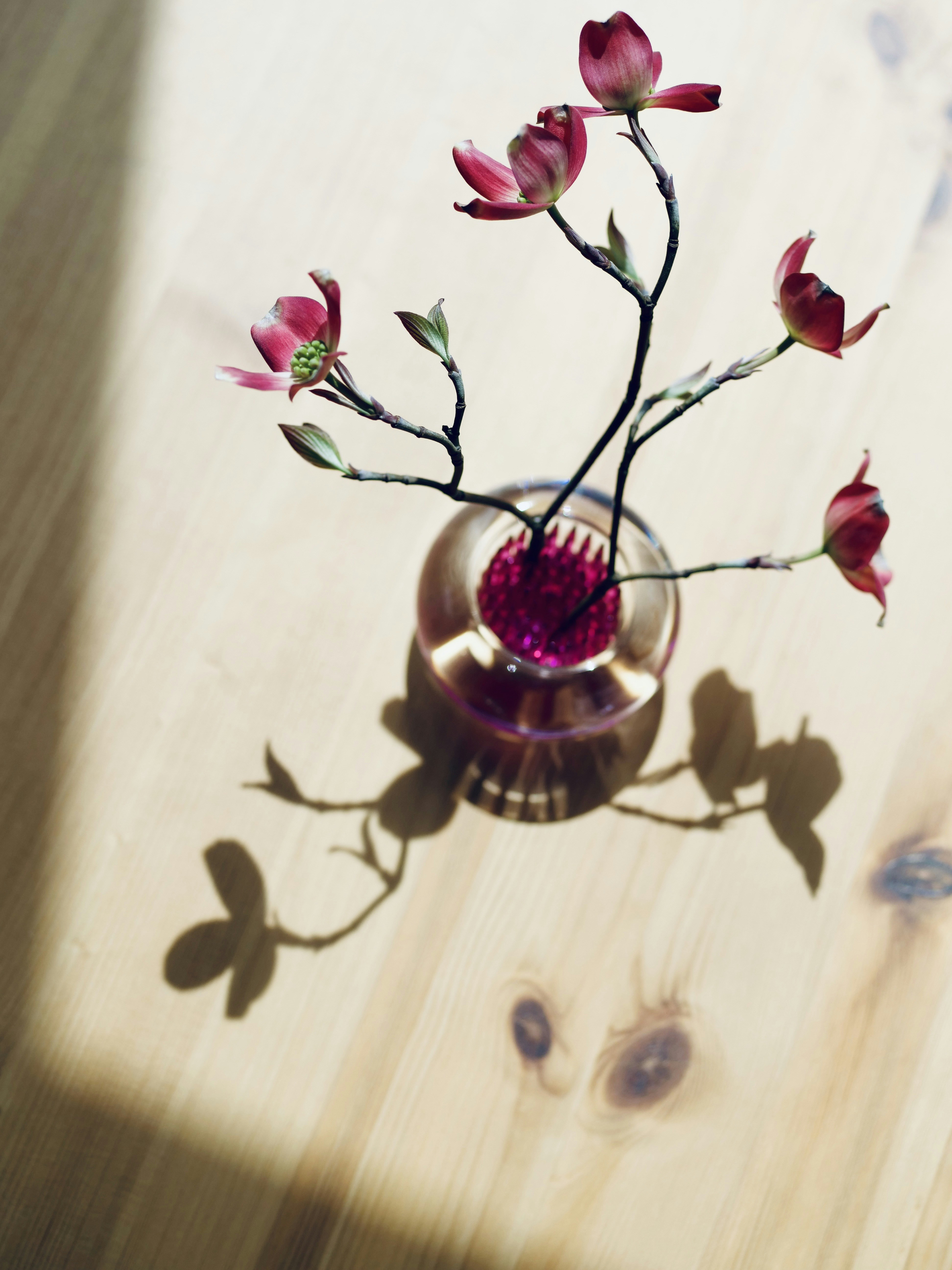 Delicate Snapdragon in a Golden Vase Cast Against Sunlit Wood