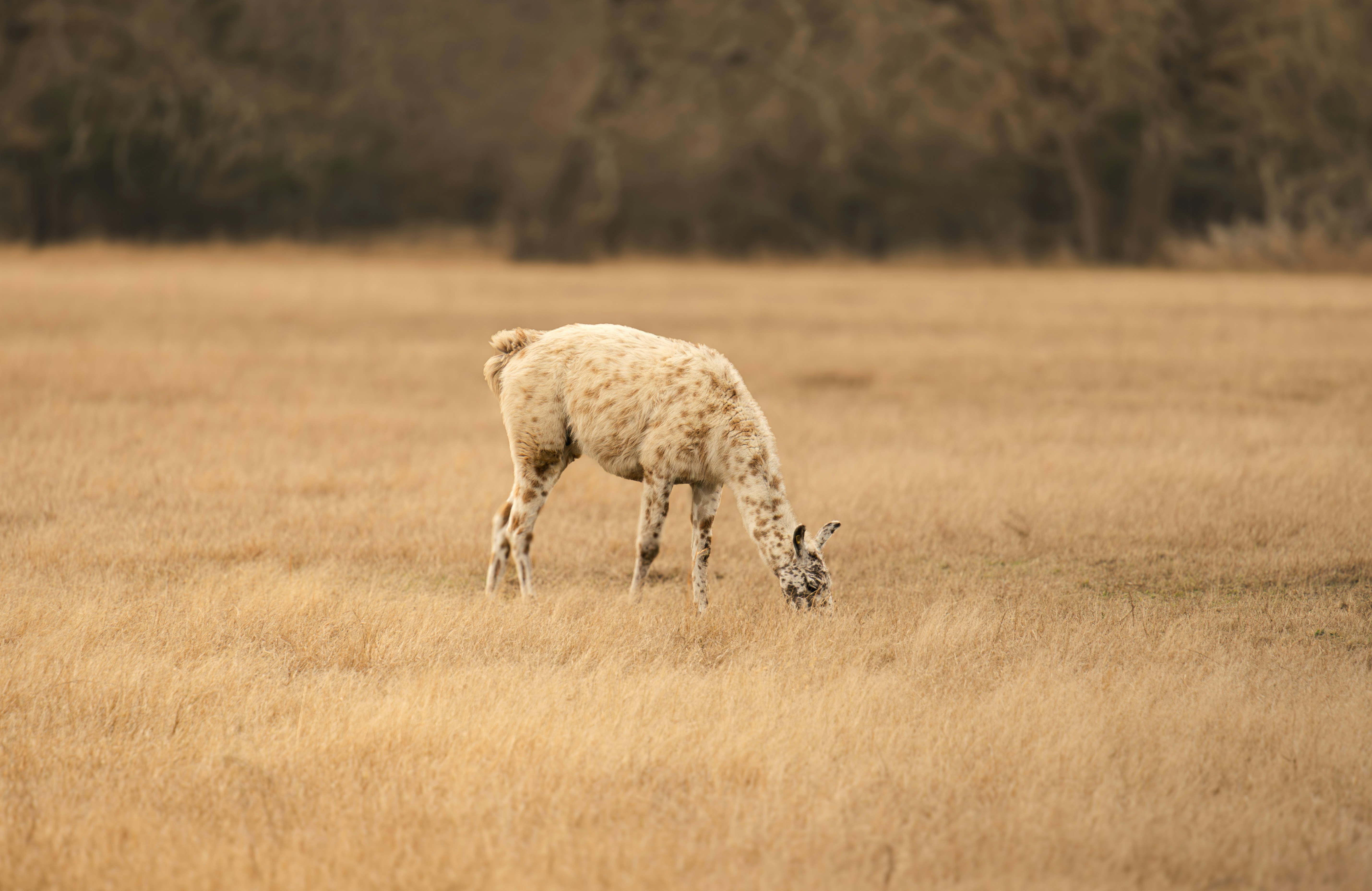 Grazing in the Amber Grass