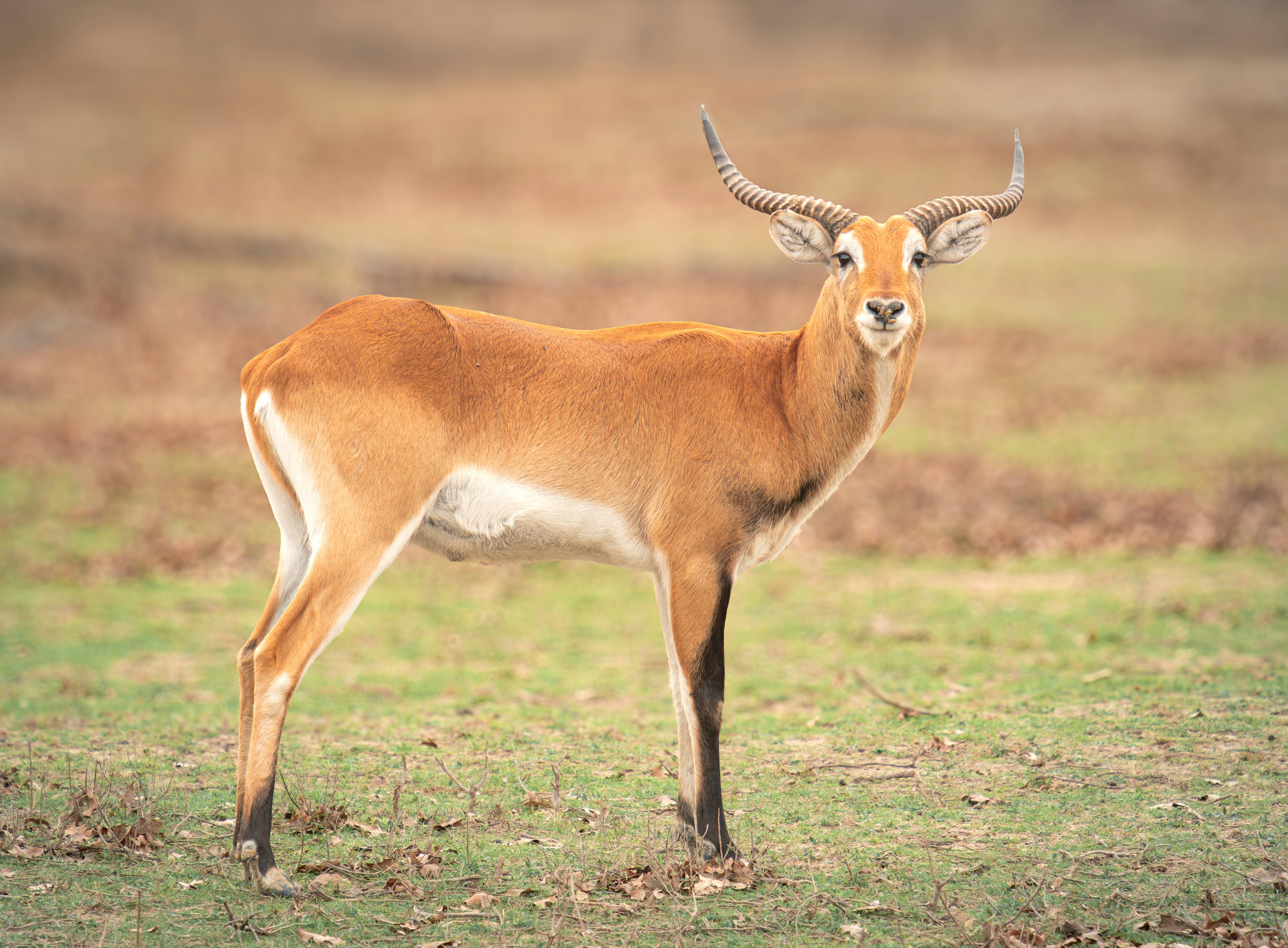 Graceful Antelope in Evening Focus