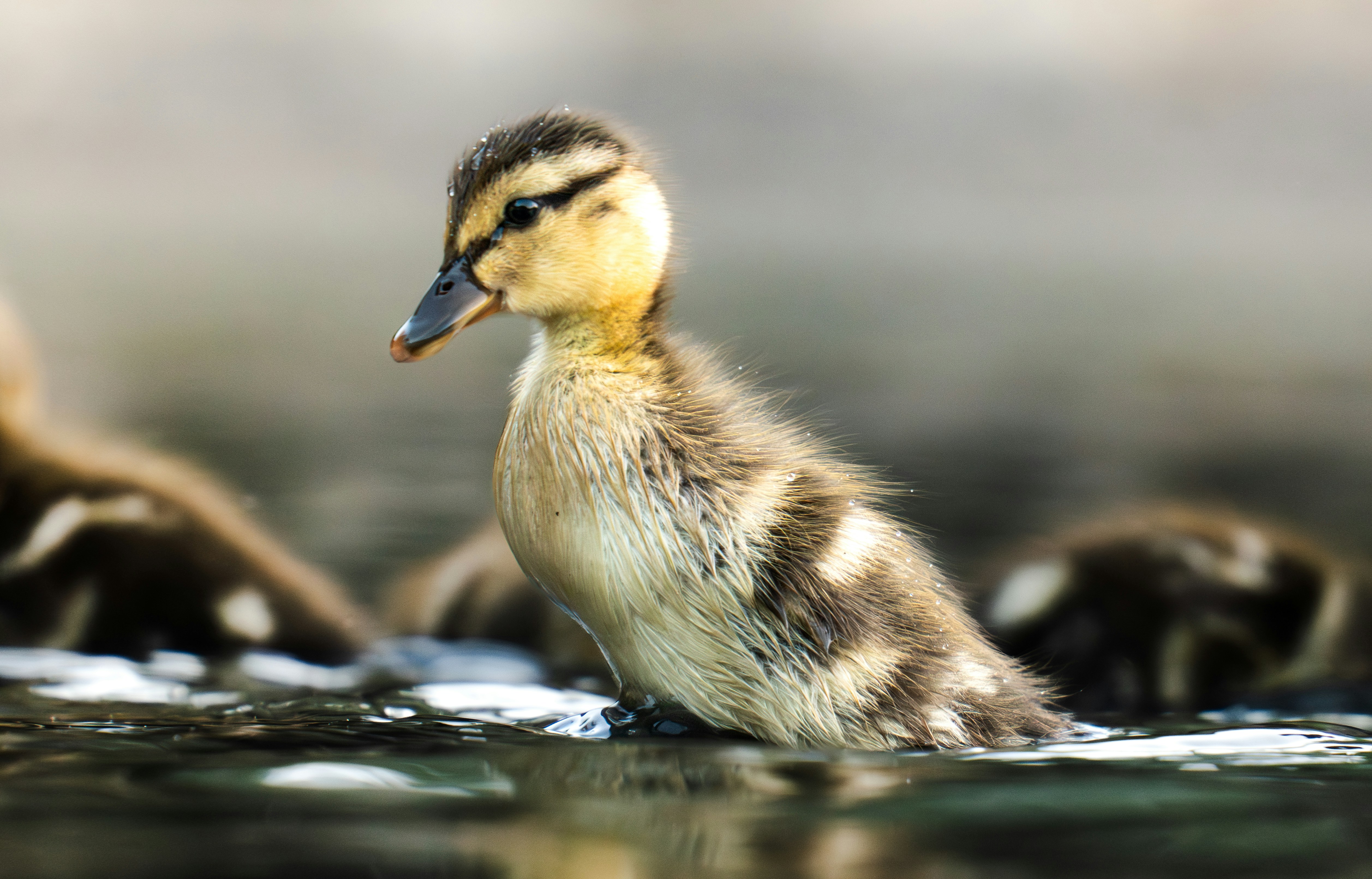 Newborn Duckling Awakening on Quiet Glassy Waters