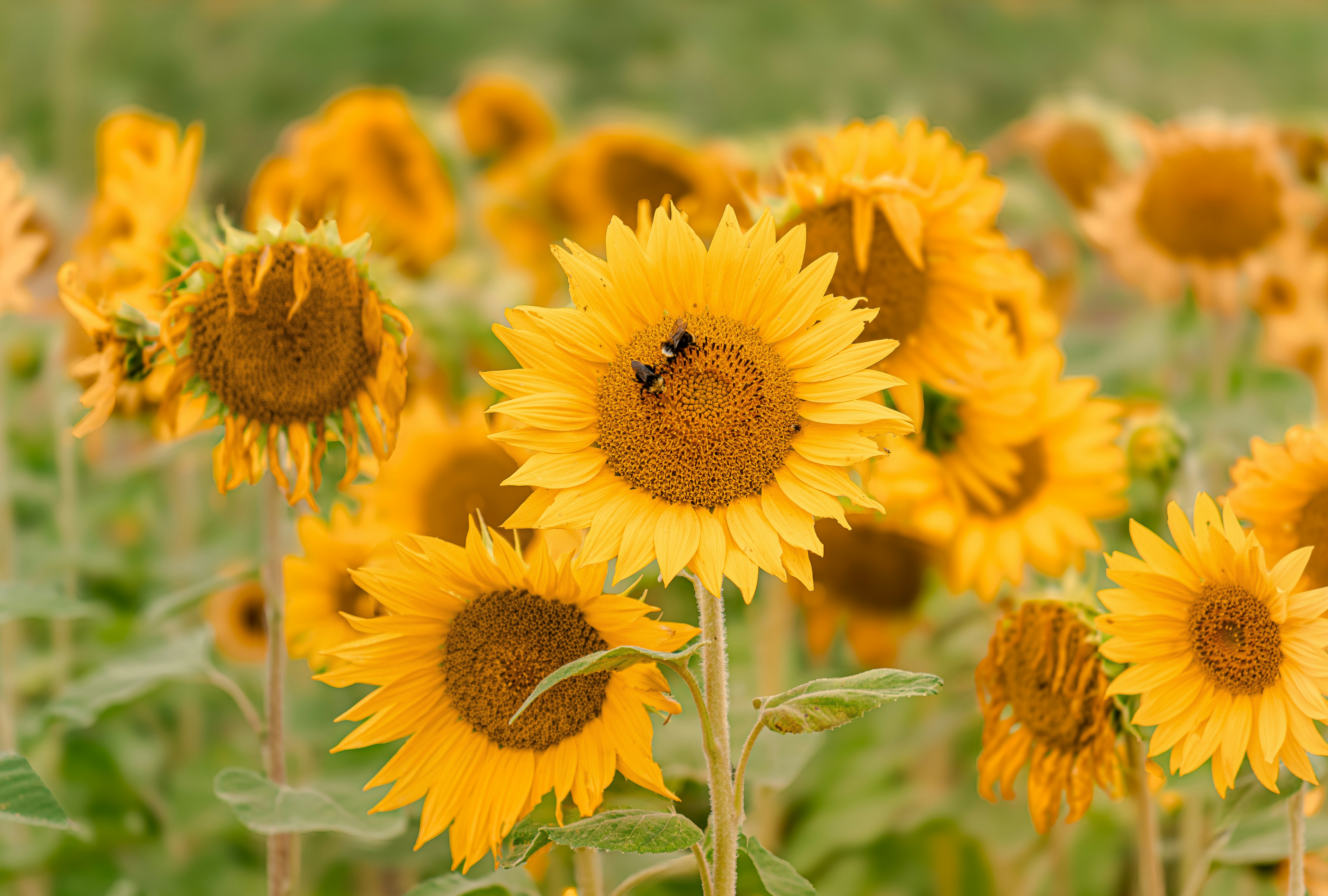 Center Sunflower in a Sea of Golden Blooms
