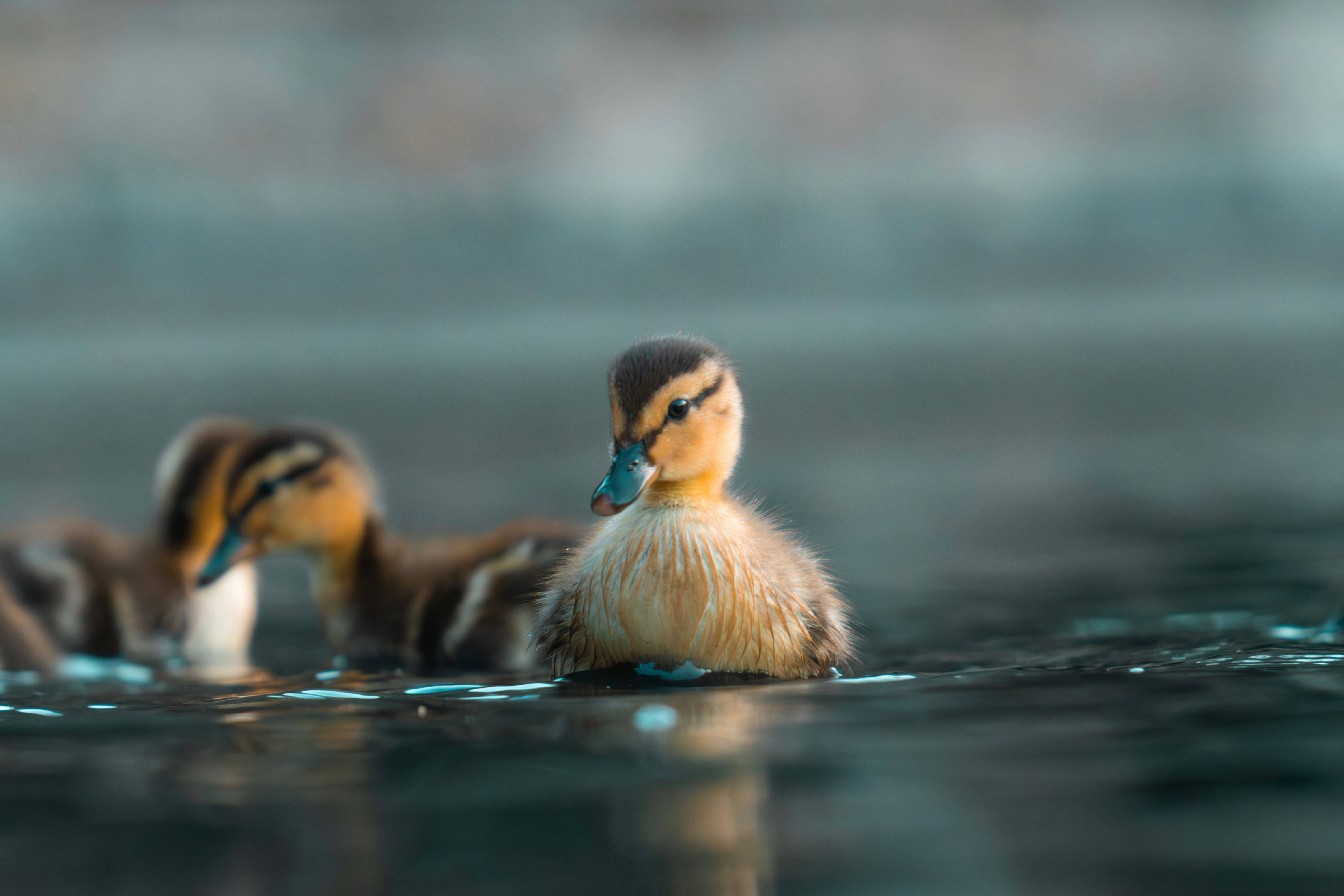 Bathing Duo: A Gentle Pause on the Glassy Surface