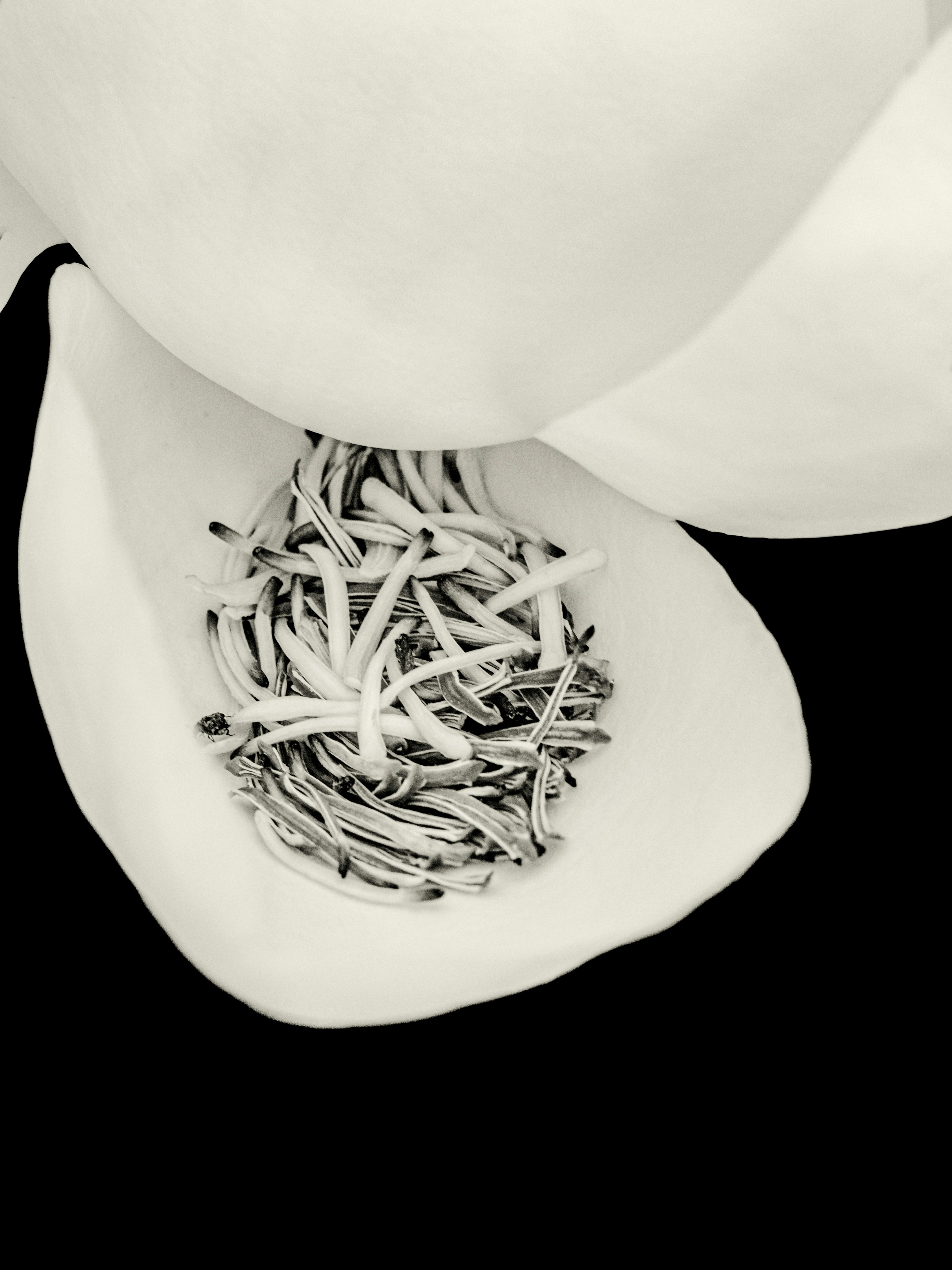 Monochrome Orchid: Close-Up of a Seeded Petal Core