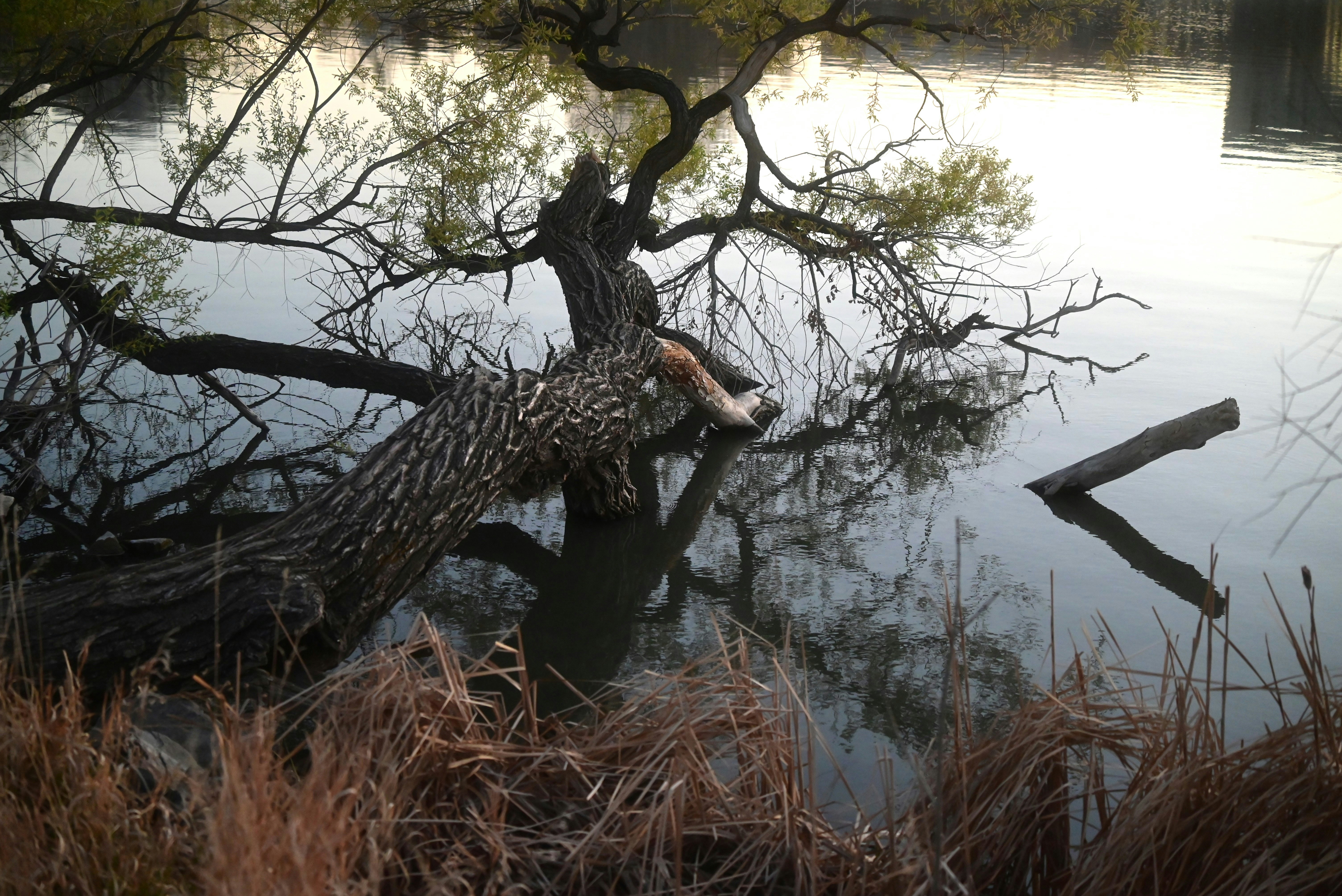Fallen Tree Mirror: Quiet Lake Reflection