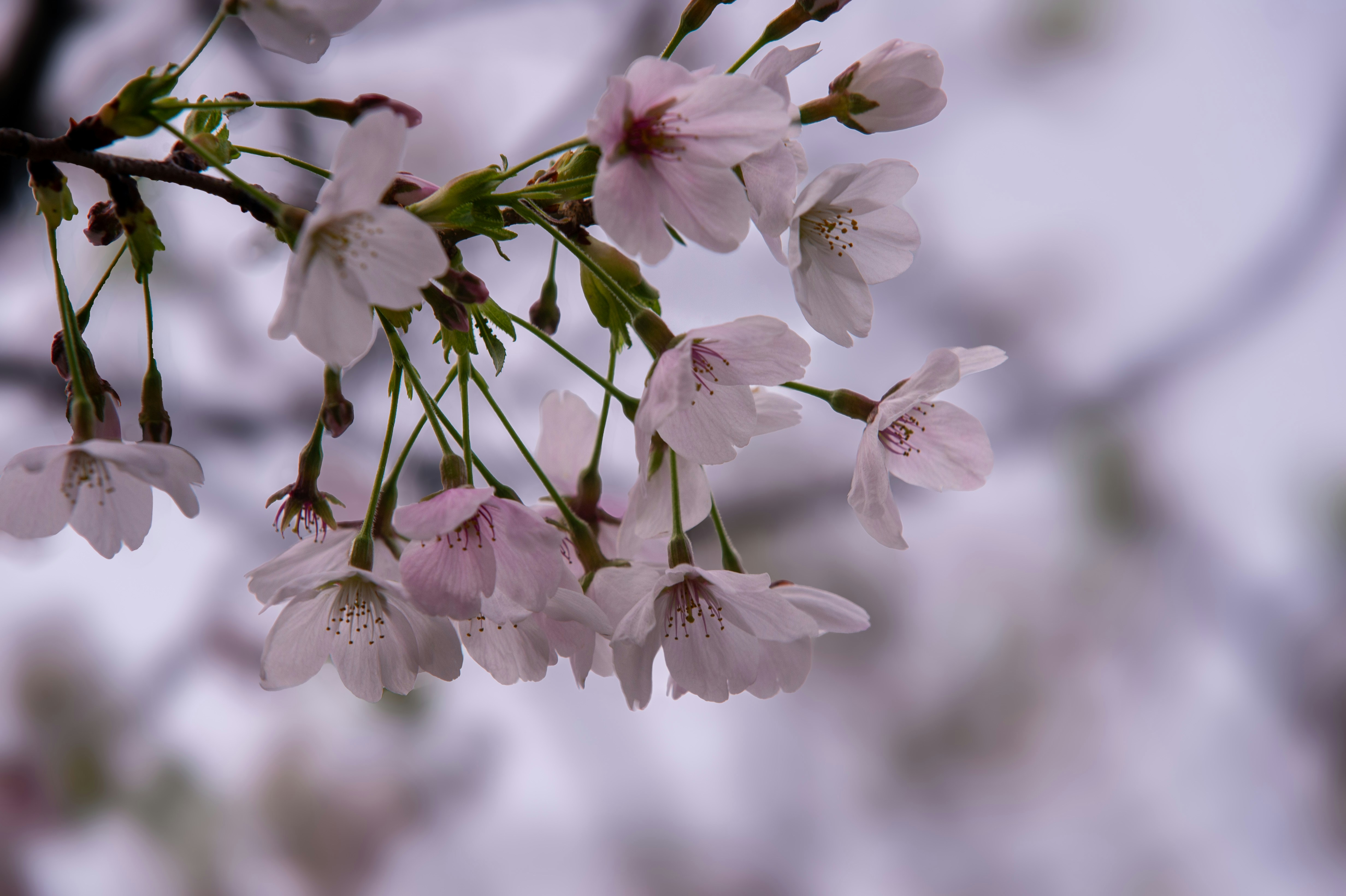 Gentle Cherry Bloom Tangle