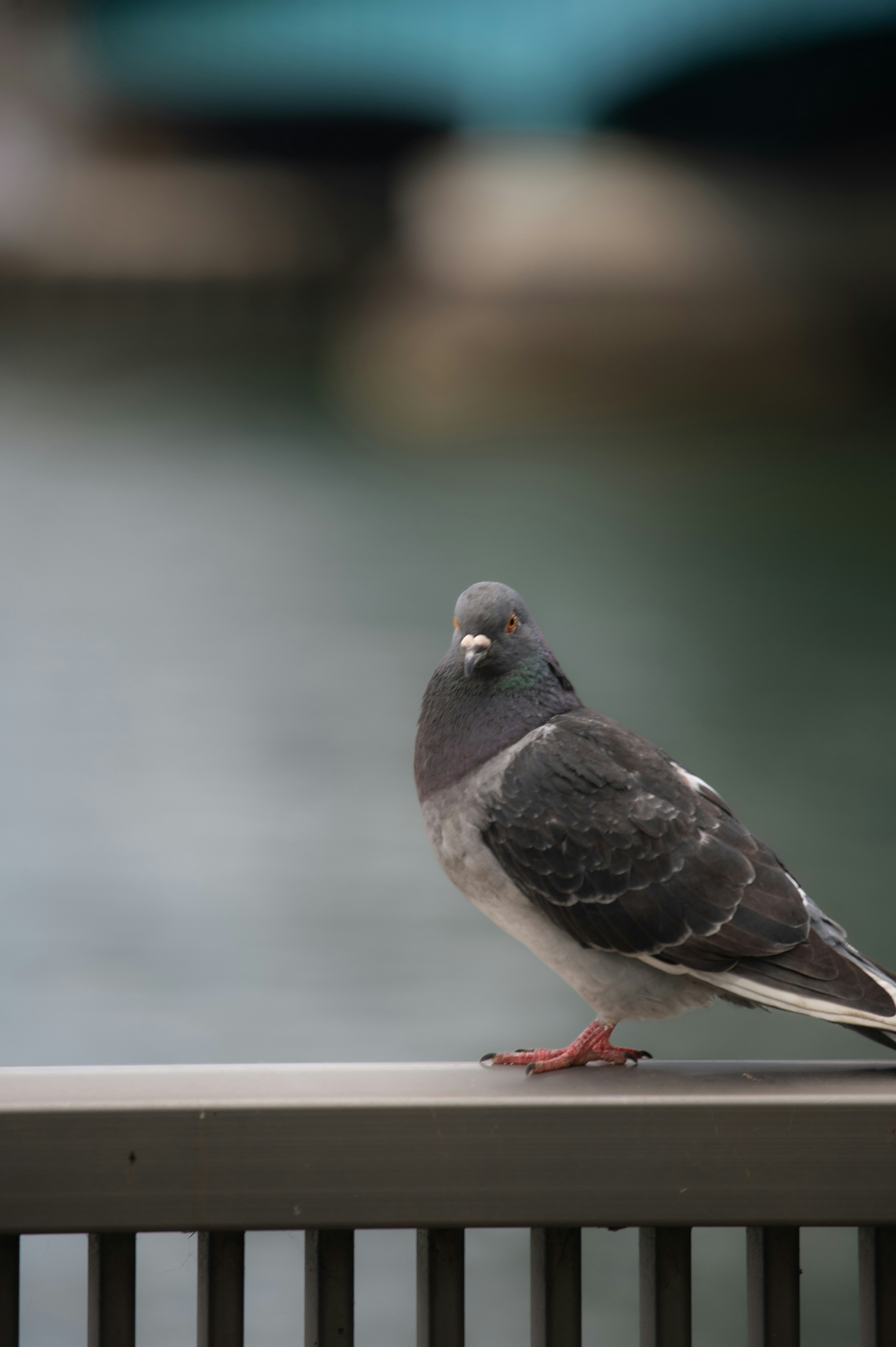 Urban Sparrow: A Quiet Moment on the Railing