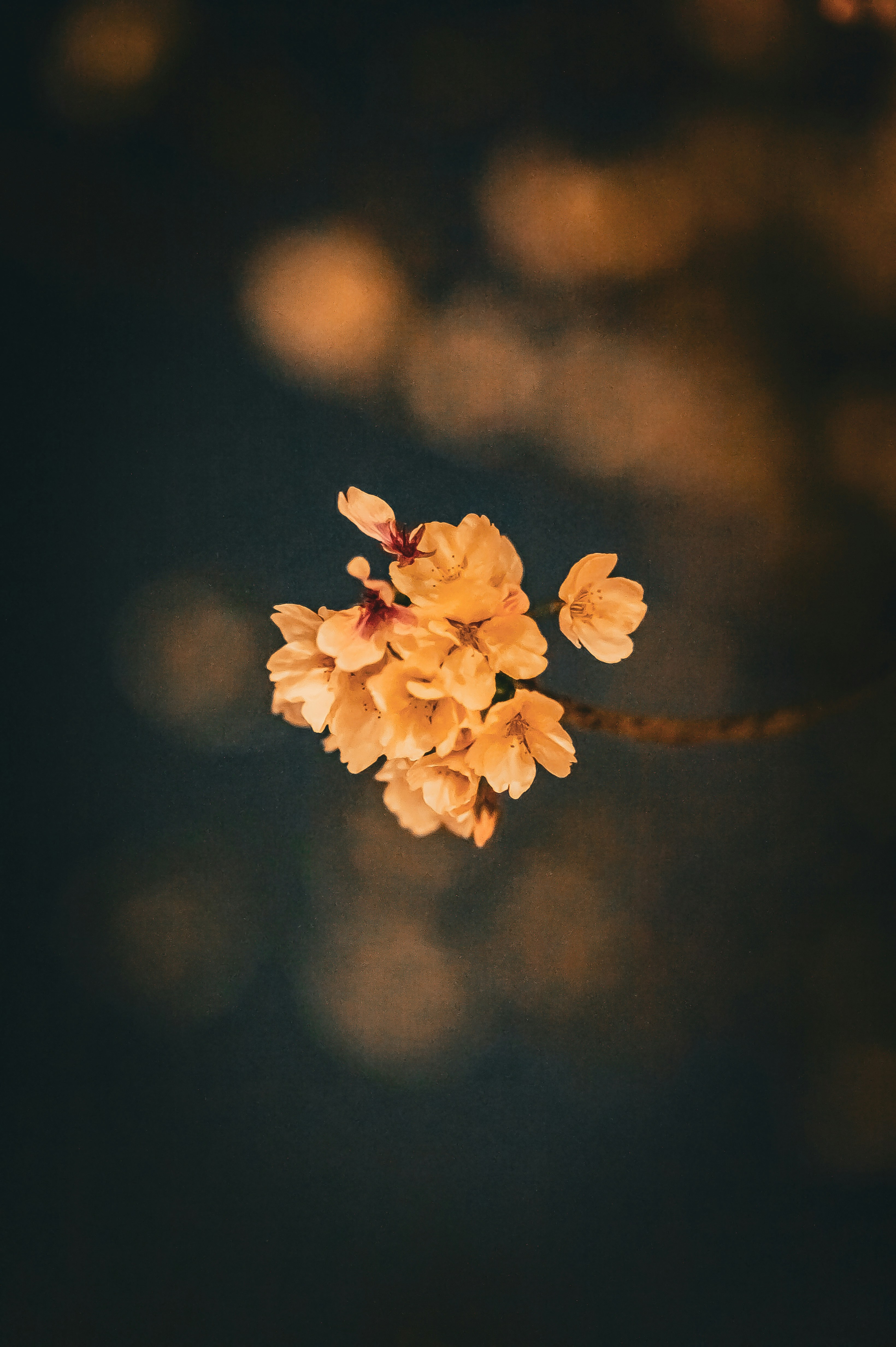 Soft Golden Bloom in Nightfall Blur
