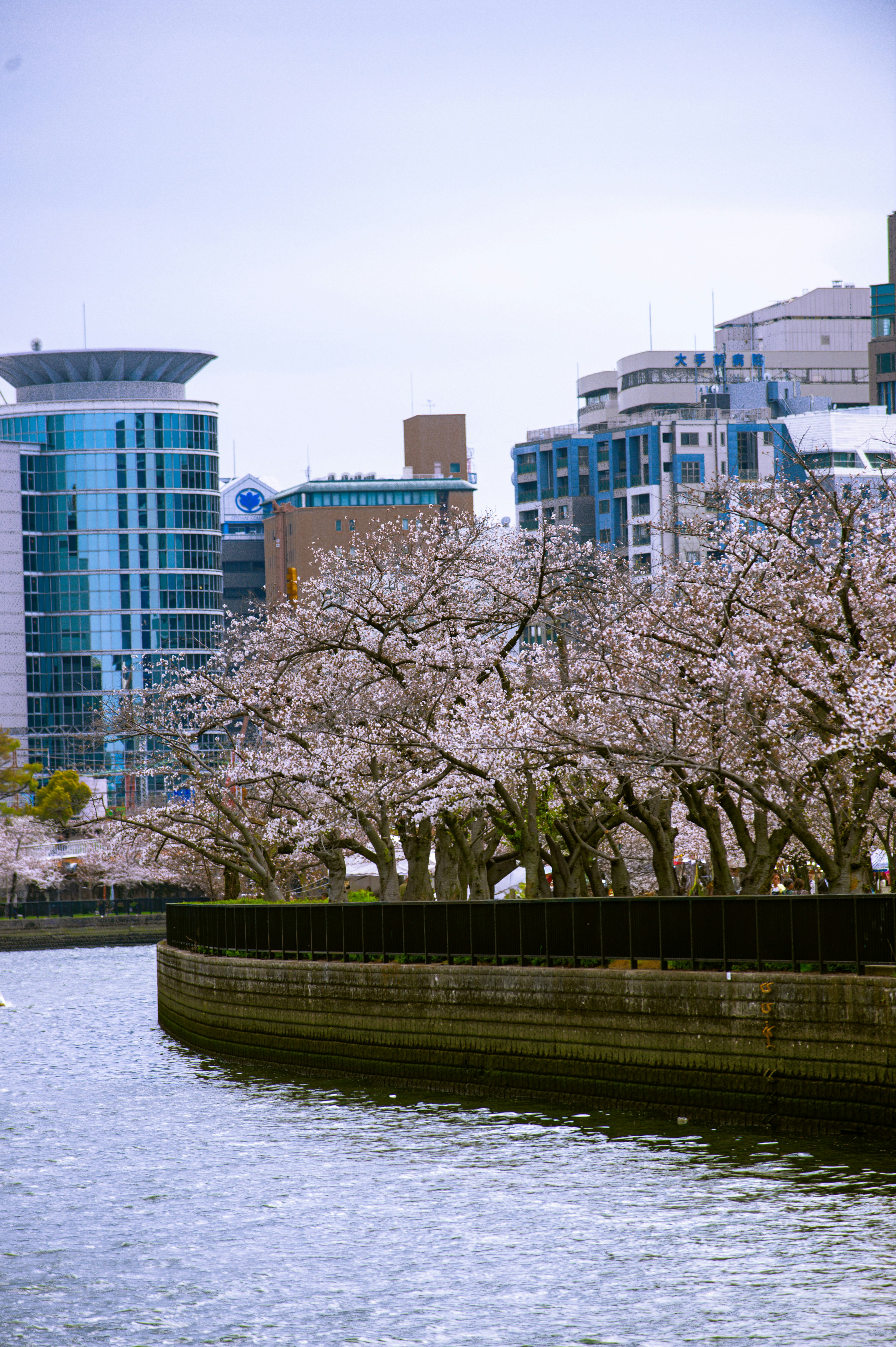 Cherry Blossoms by the Riverfront: A Cityscape in Bloom