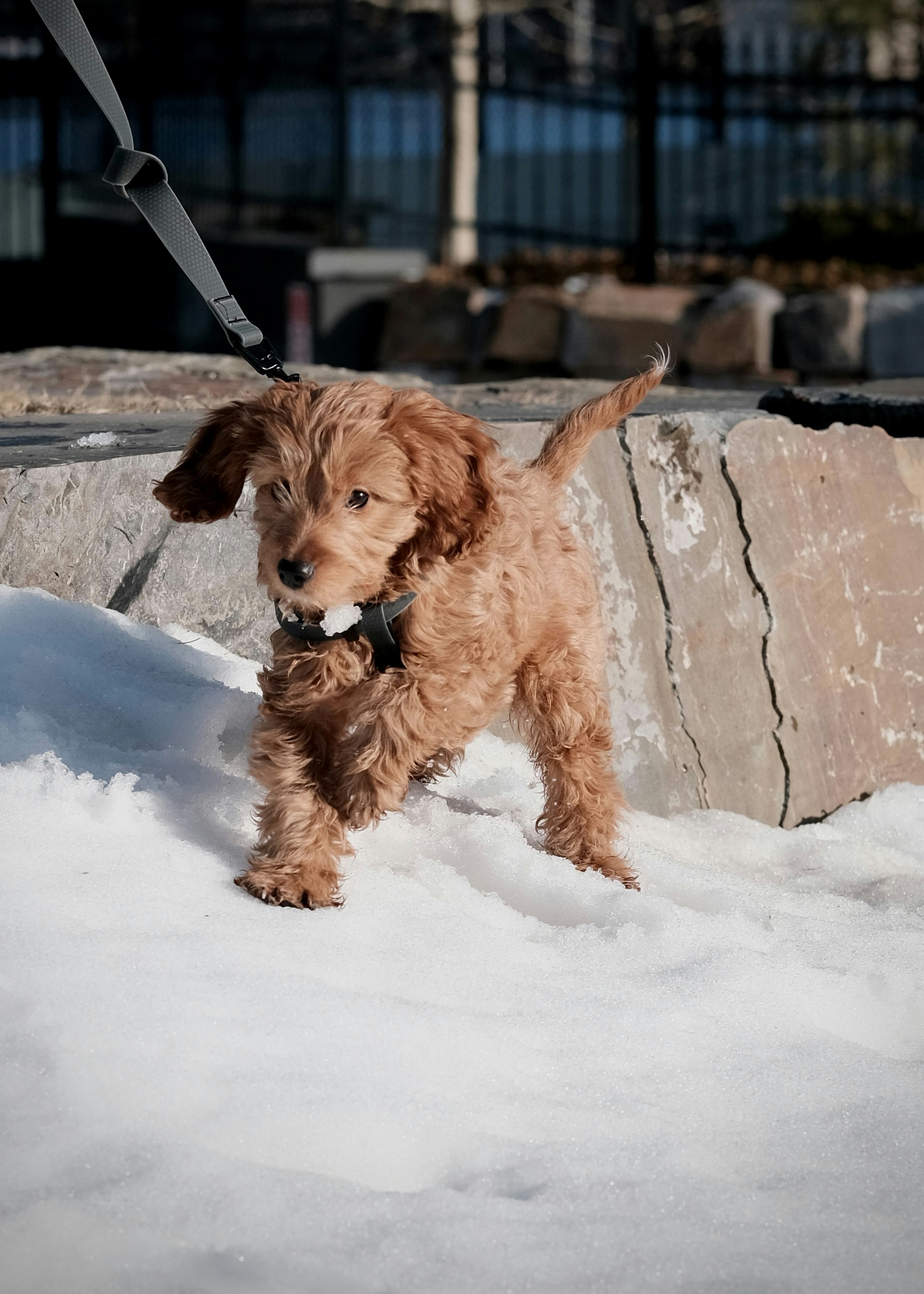 Snow-Soft Puppy on a Leash: A Curious Golden Moment