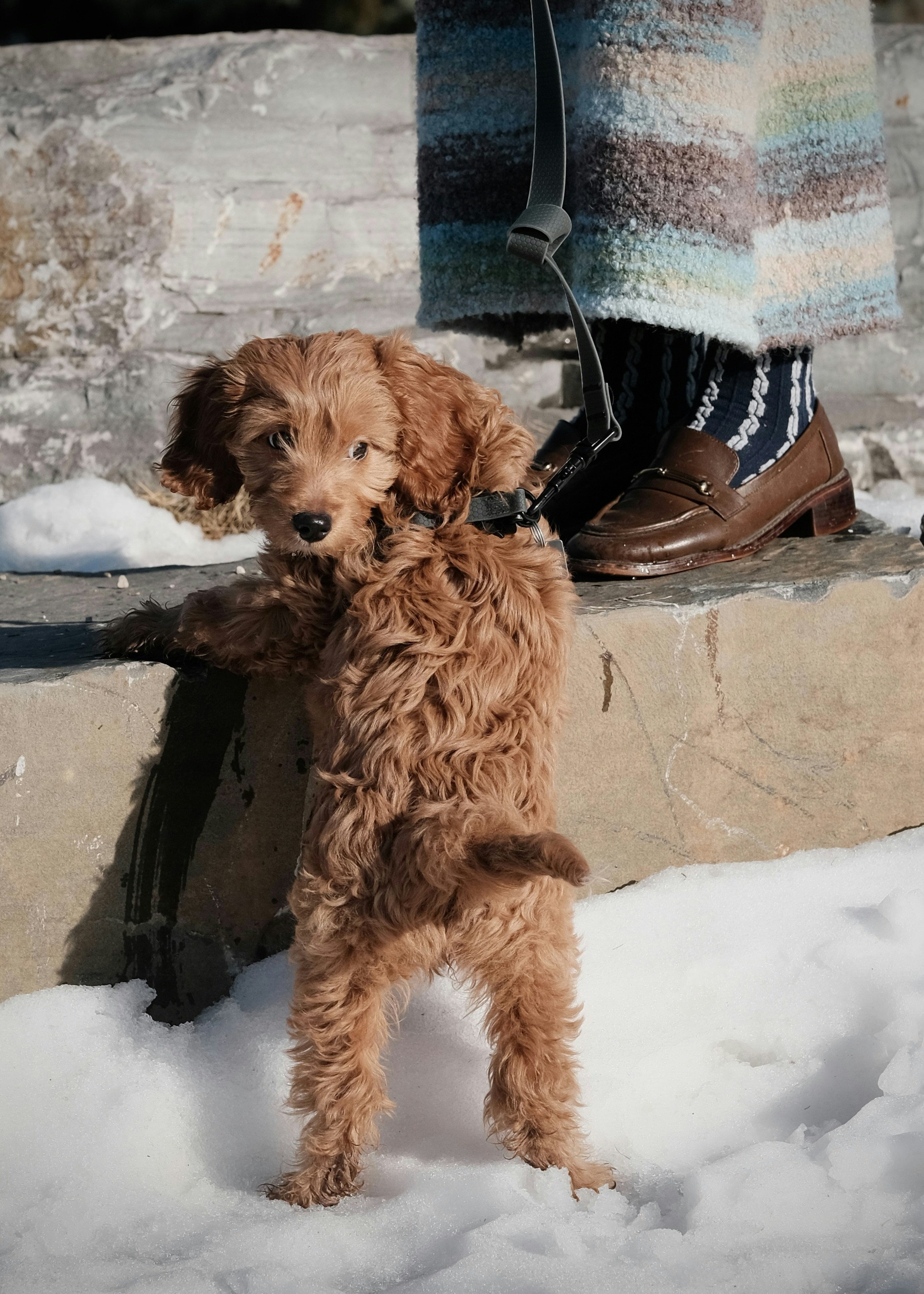 Curious Pup on Snowy Steps with Boots and Straps