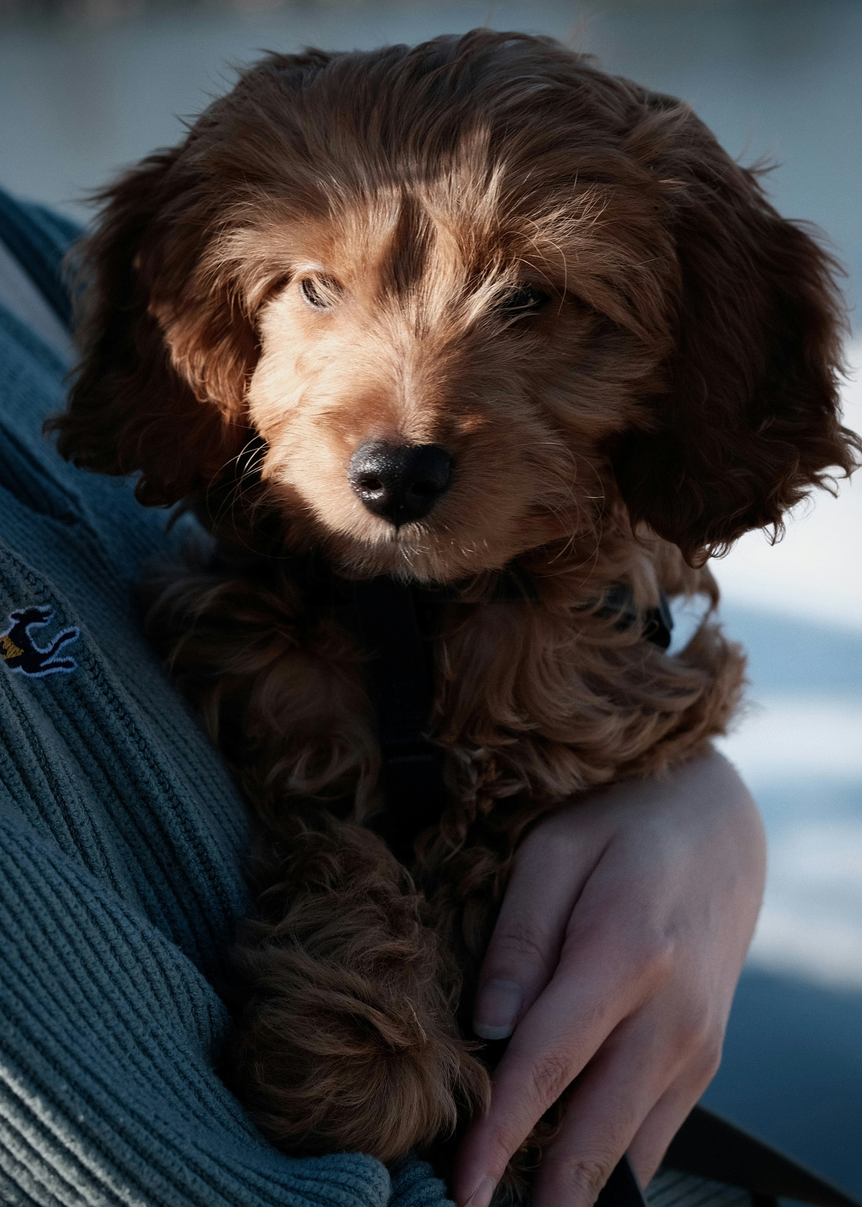 Cozy Portrait: A Pup in Gentle Snows