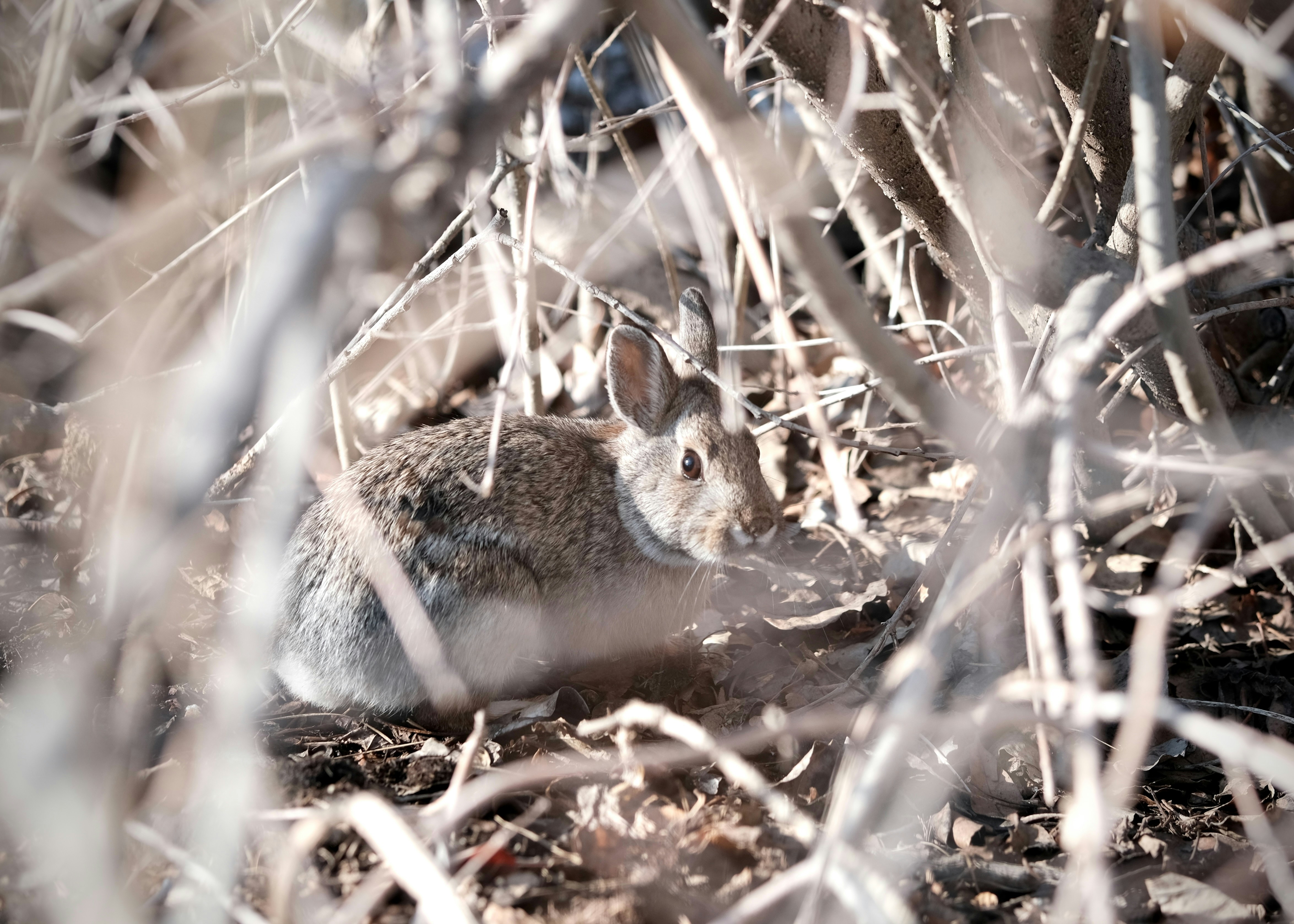 Hidden Burrow: A Mouse Dares the Winter Quiet